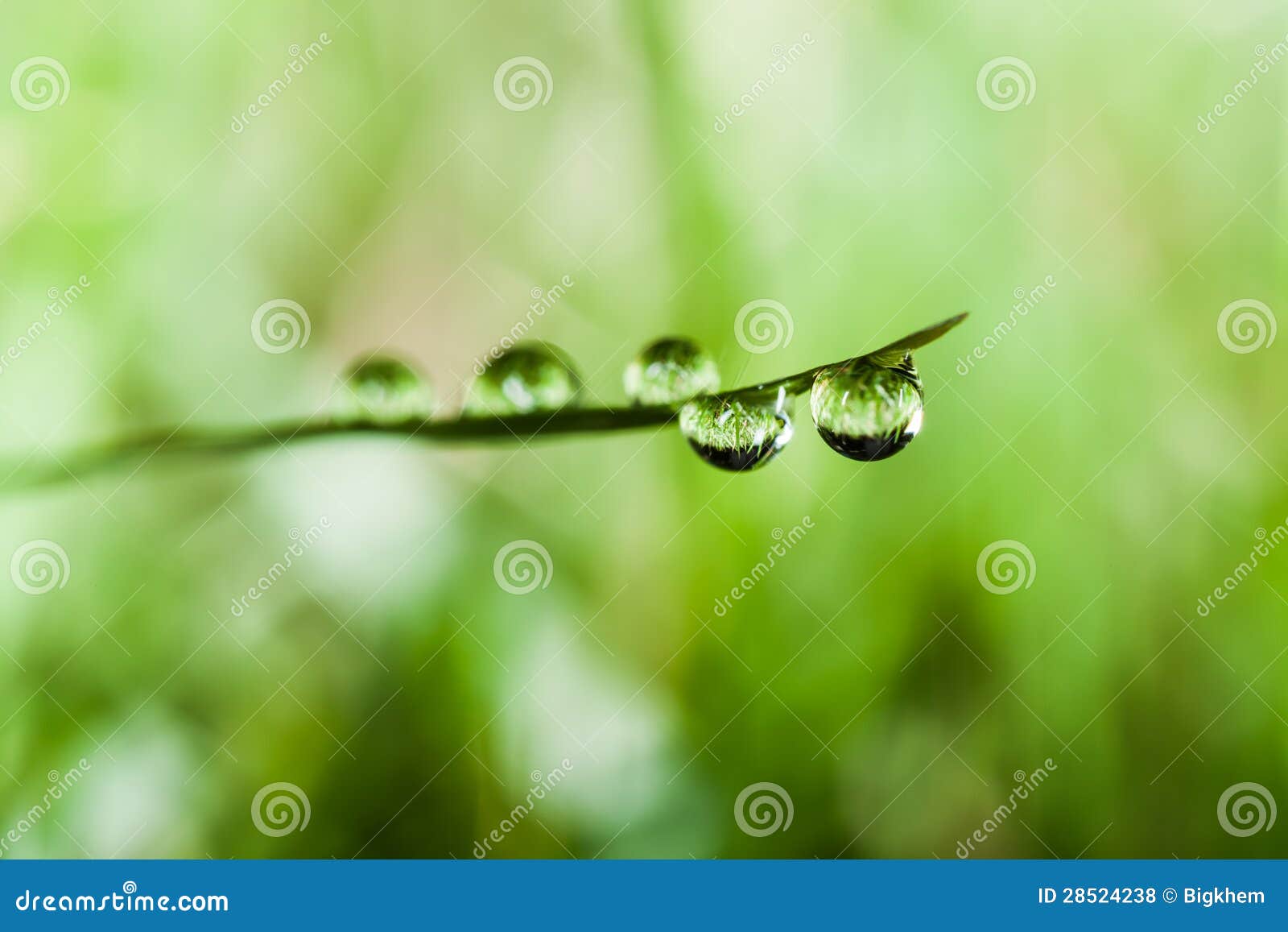 Orvalha foto de stock. Imagem de frescor, flora, macro - 28524238