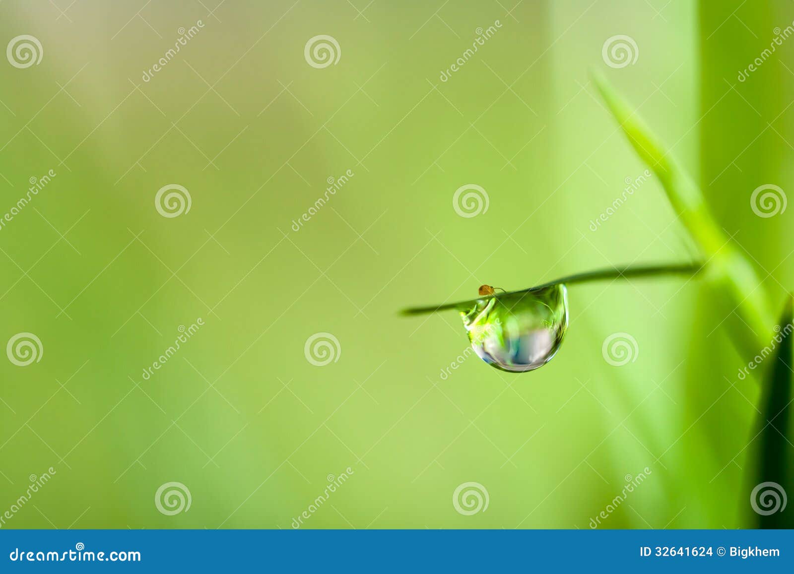 Orvalha foto de stock. Imagem de brilhante, ambiental - 32641624