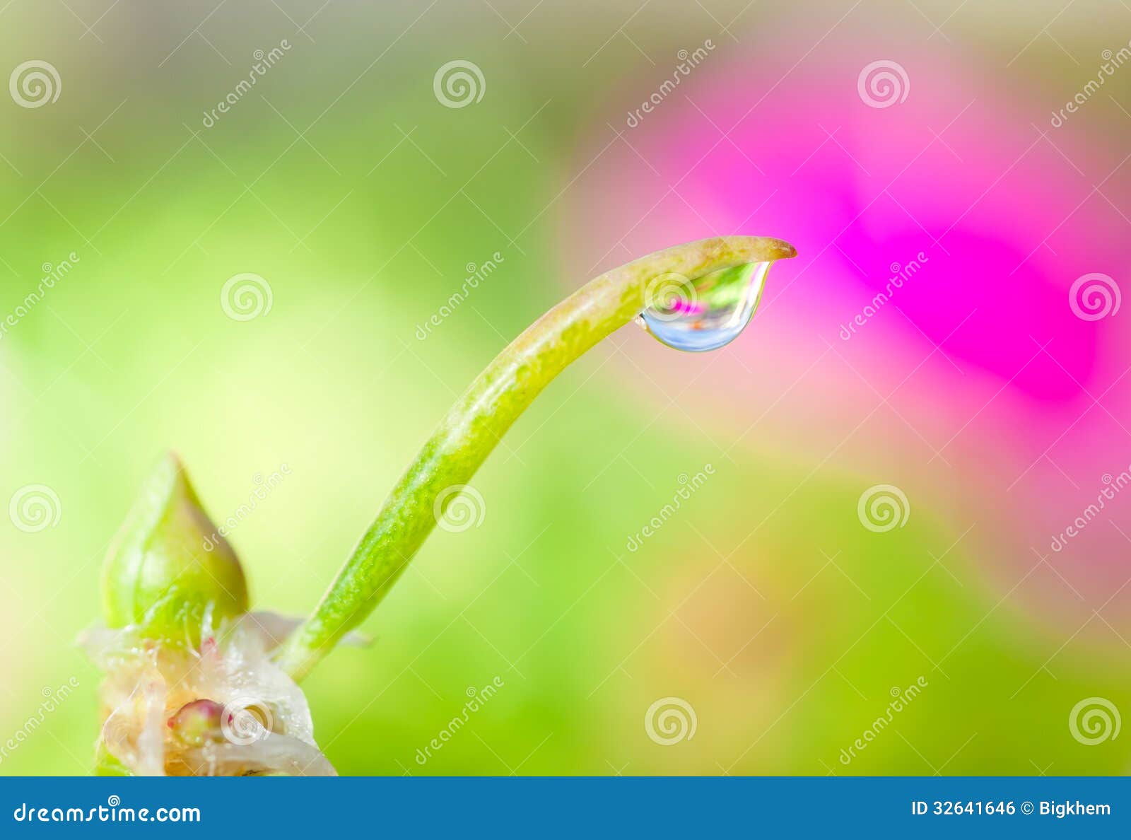 Orvalha foto de stock. Imagem de pureza, gota, nave, verde - 32641646