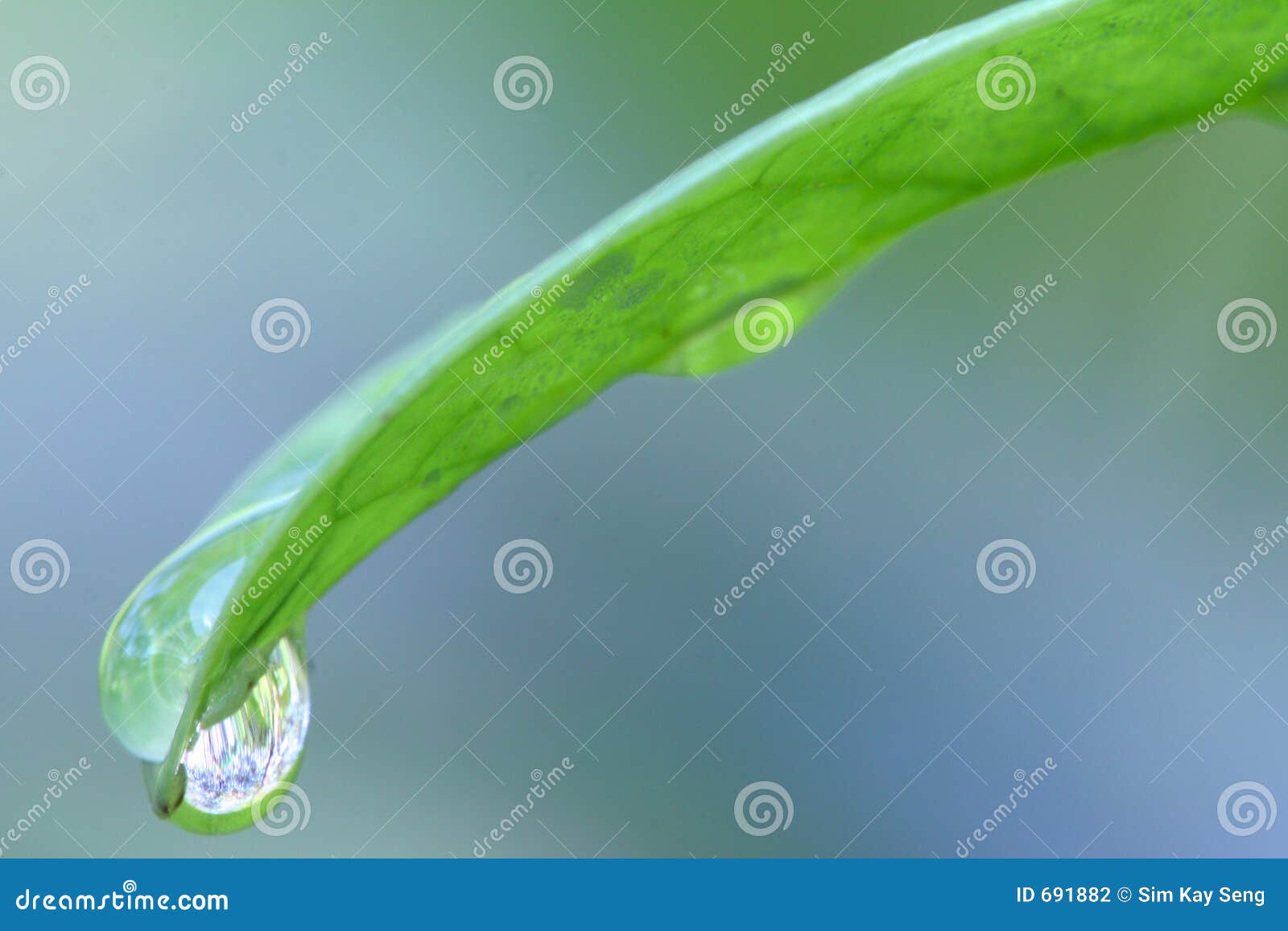 Orvalha foto de stock. Imagem de ensolarado, orelhas, orvalho - 691882