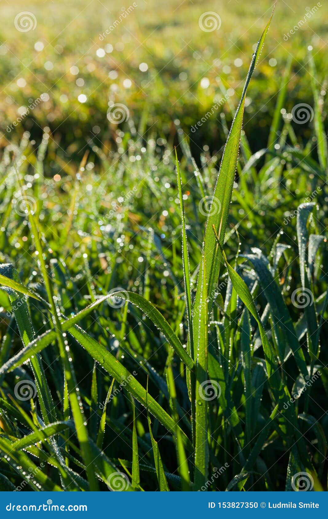 Orvalha em uma grama verde foto de stock. Imagem de prado - 153827350