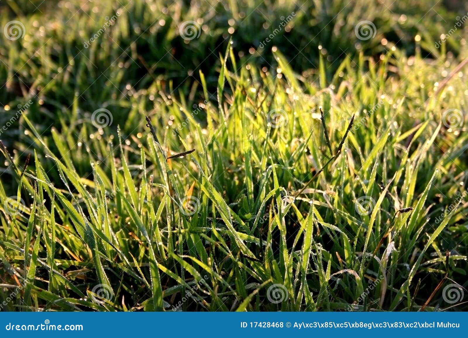Orvalha na grama foto de stock. Imagem de verde, erva - 17428468
