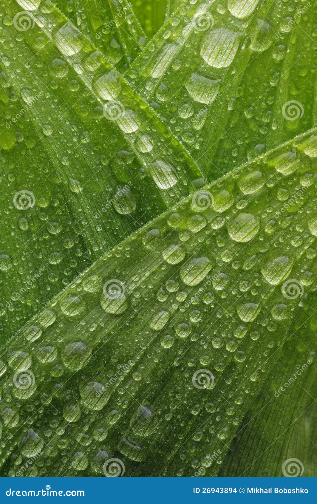 Orvalho foto de stock. Imagem de folha, orvalho, agricultor - 26943894