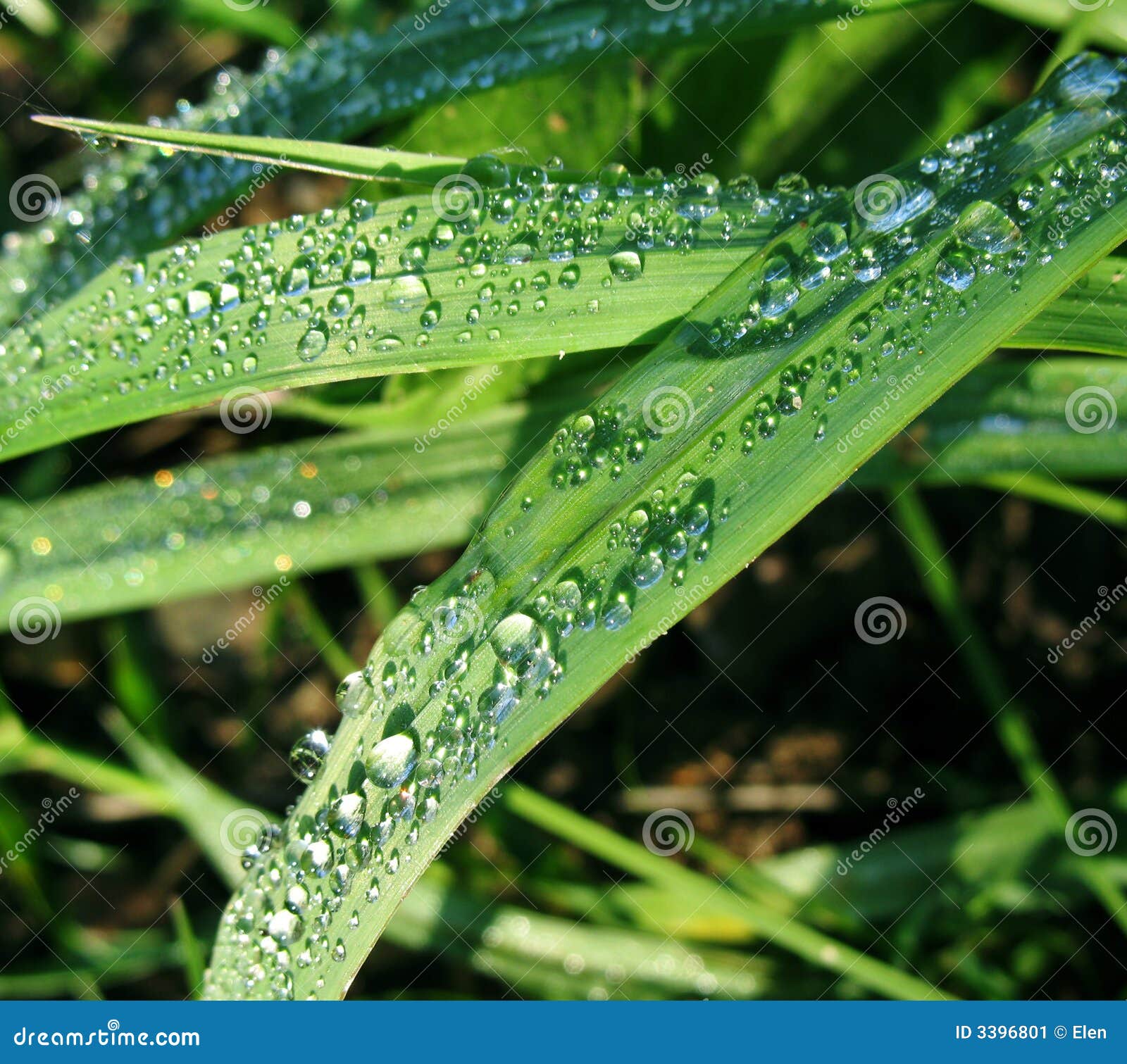 Orvalho da manhã imagem de stock. Imagem de folha, orvalho - 3396801