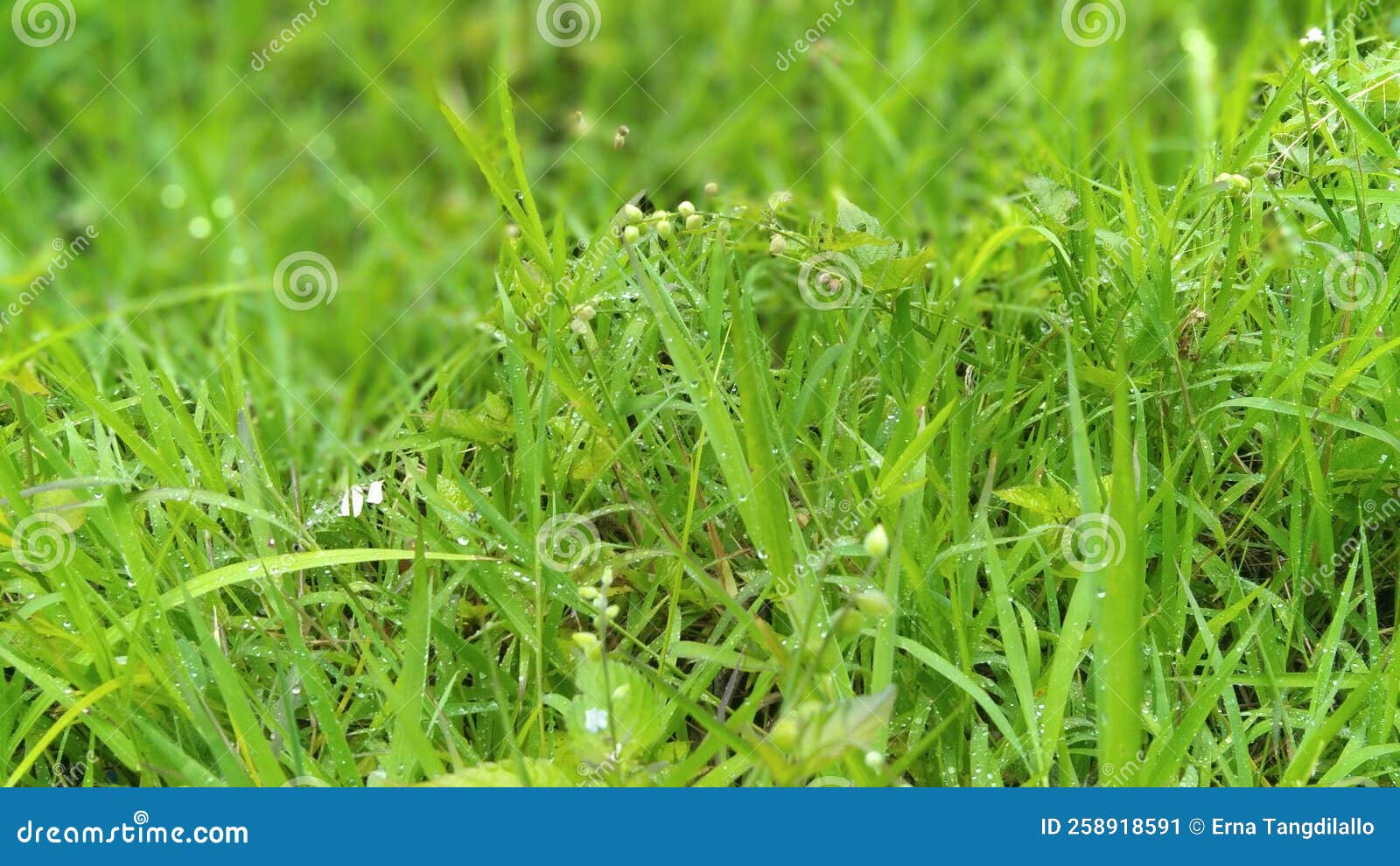 Orvalho fresco na relva 2 imagem de stock. Imagem de grama - 258918591