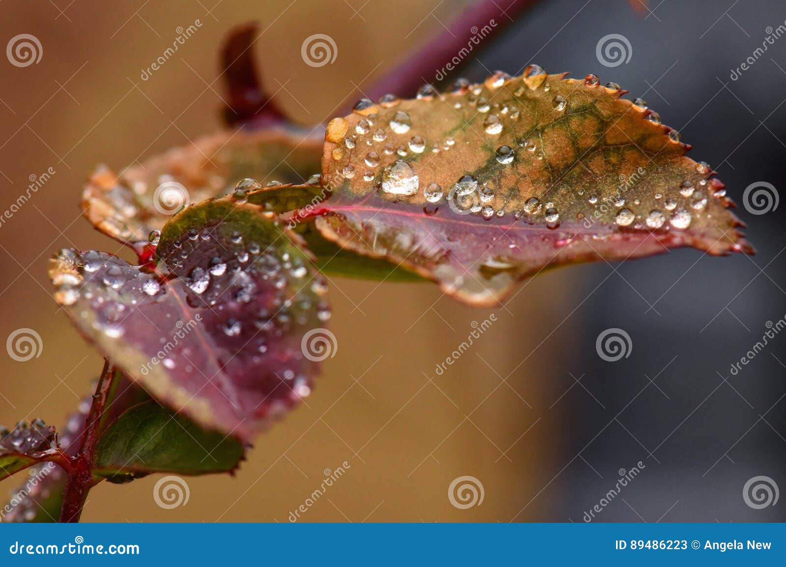 Orvalho macro na folha imagem de stock. Imagem de orvalho - 89486223