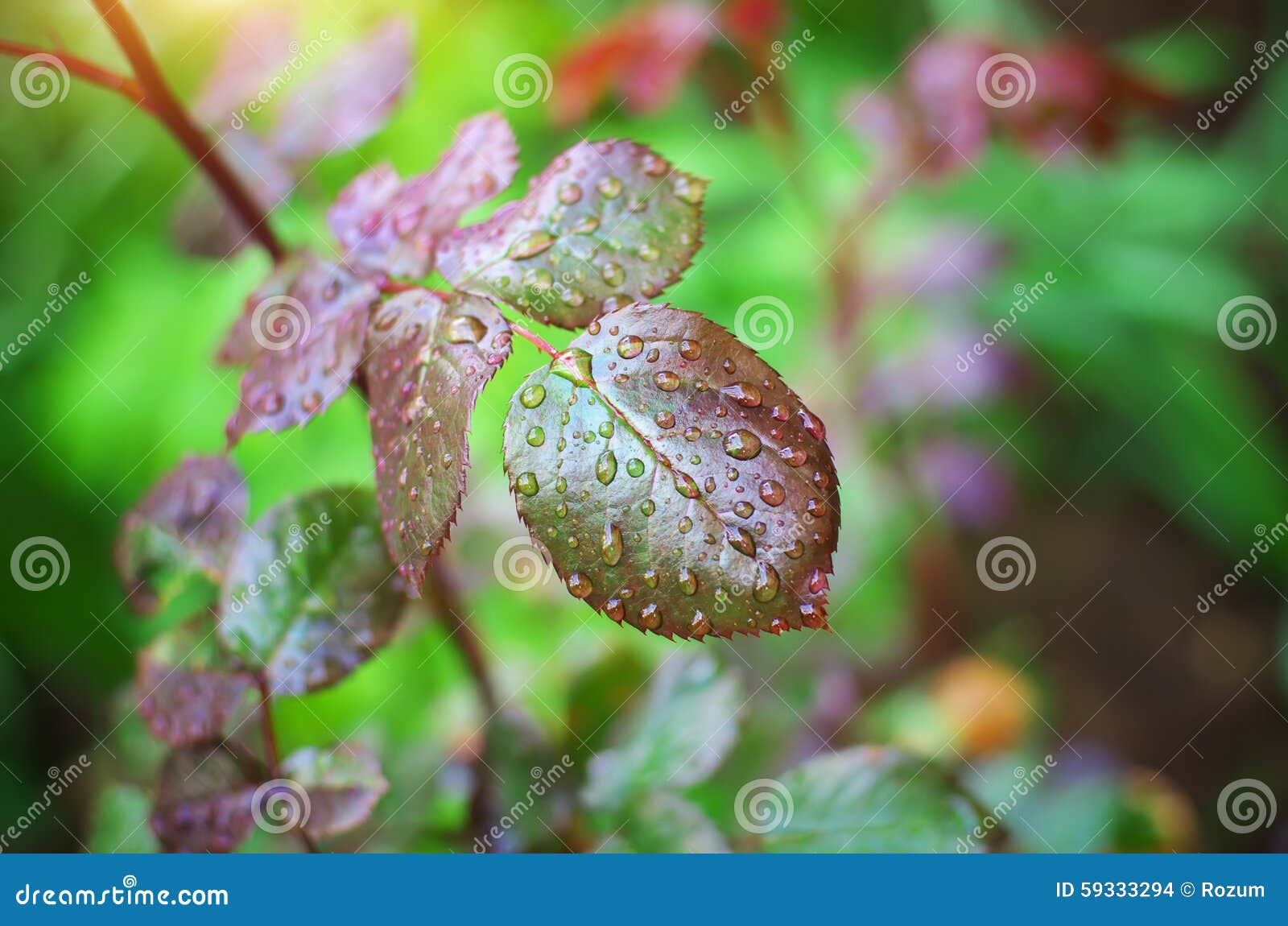 Orvalho na folha foto de stock. Imagem de fresco, verde - 59333294