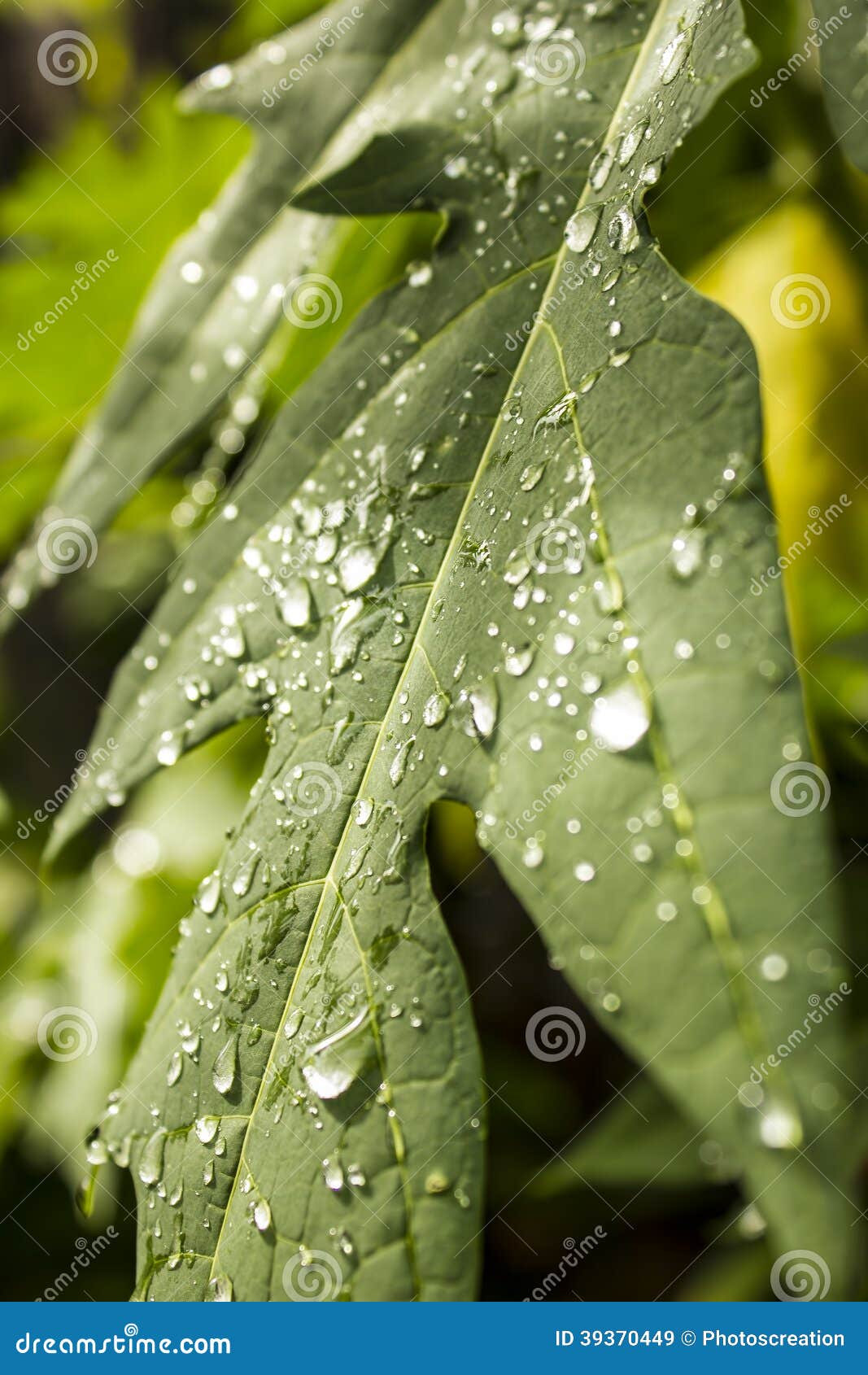 Orvalho nas folhas imagem de stock. Imagem de jardim - 39370449