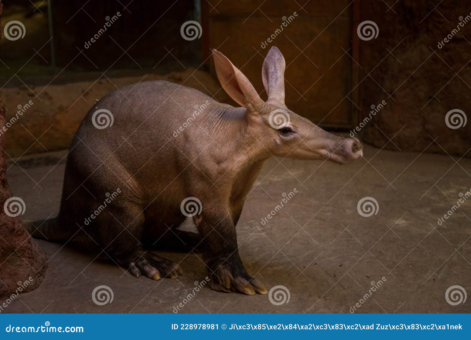 Orycteropus Afer Mammal in Zoo Park Stock Image - Image of park, young ...