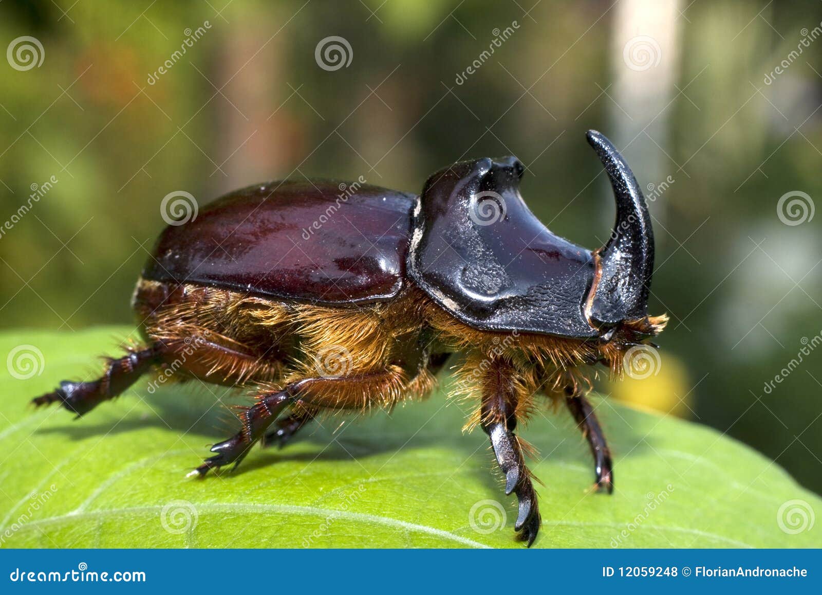 Oryctes nasicornis stock photo. Image of beauty, fauna - 12059248