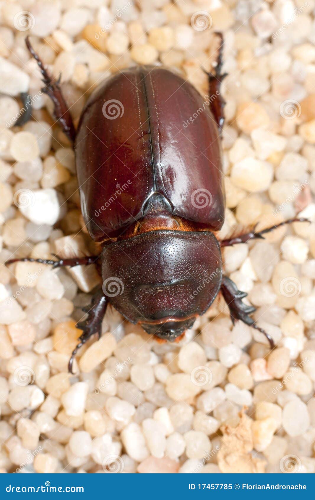 Oryctes nasicornis, female stock image. Image of dark - 17457785