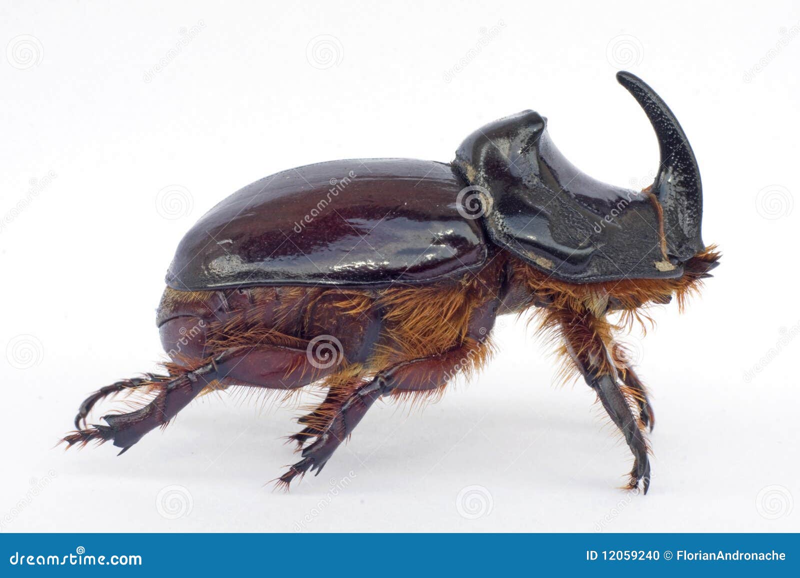 Oryctes Nasicornis Isolated on White Stock Photo - Image of museum ...