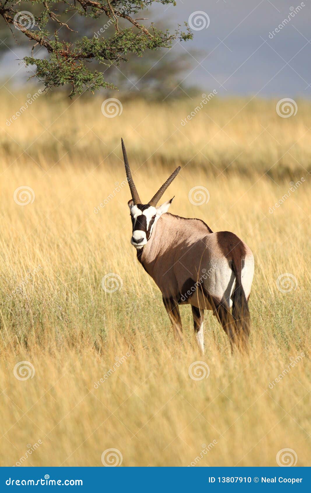 Oryx stock photo. Image of savannah, buck, africa, south - 13807910