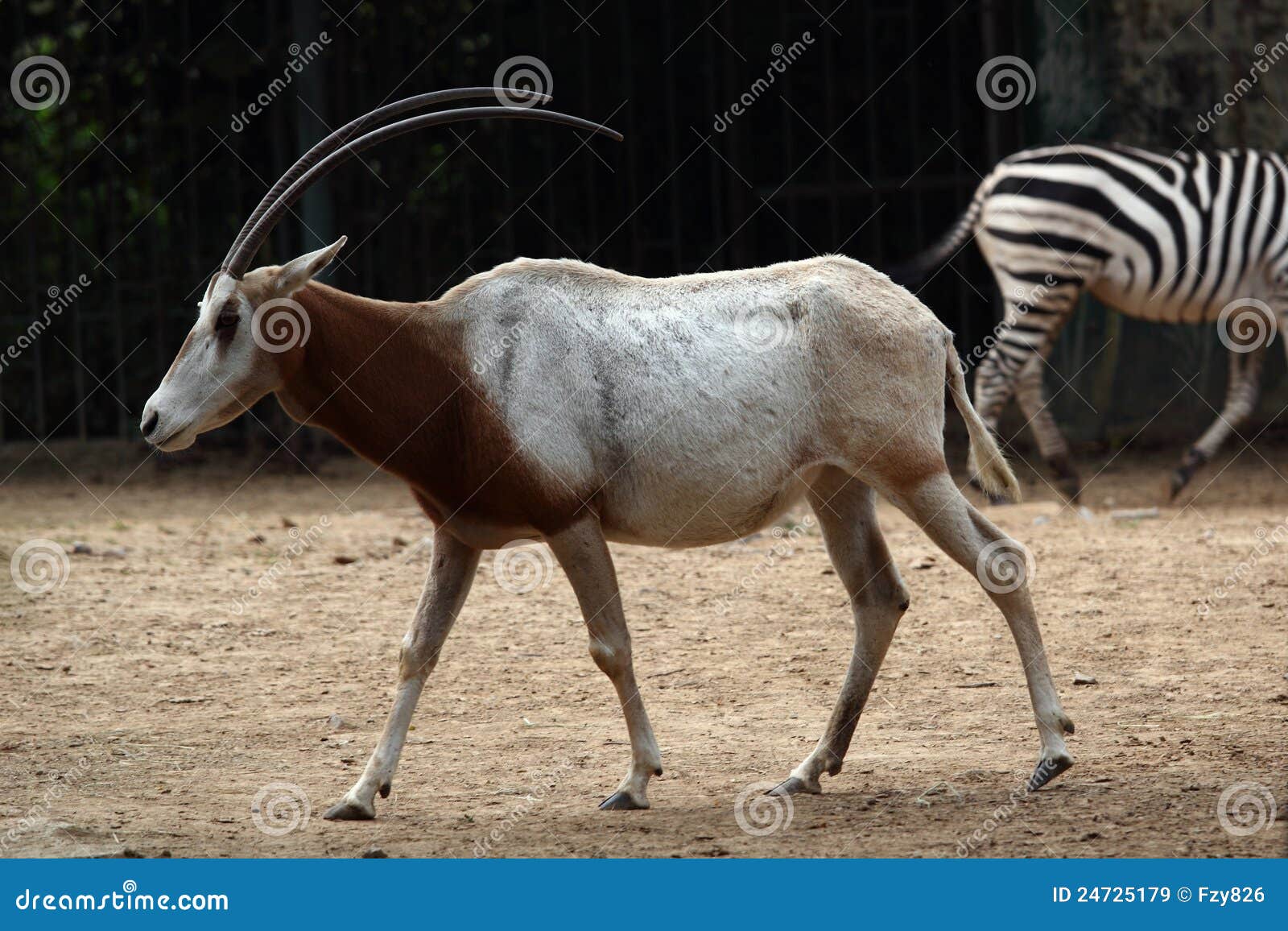 Oryx stock image. Image of africa, outdoor, nature, brown - 24725179