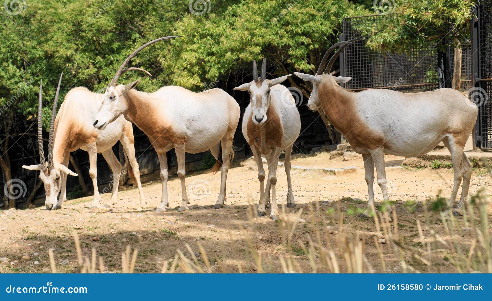Oryx stock photo. Image of herbivorous, artiodactyl, powerful - 26158580