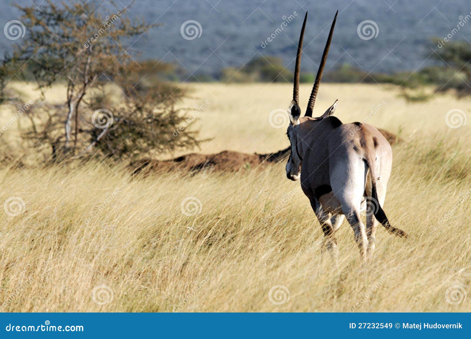 Oryx stock image. Image of reserve, nature, south, young - 27232549