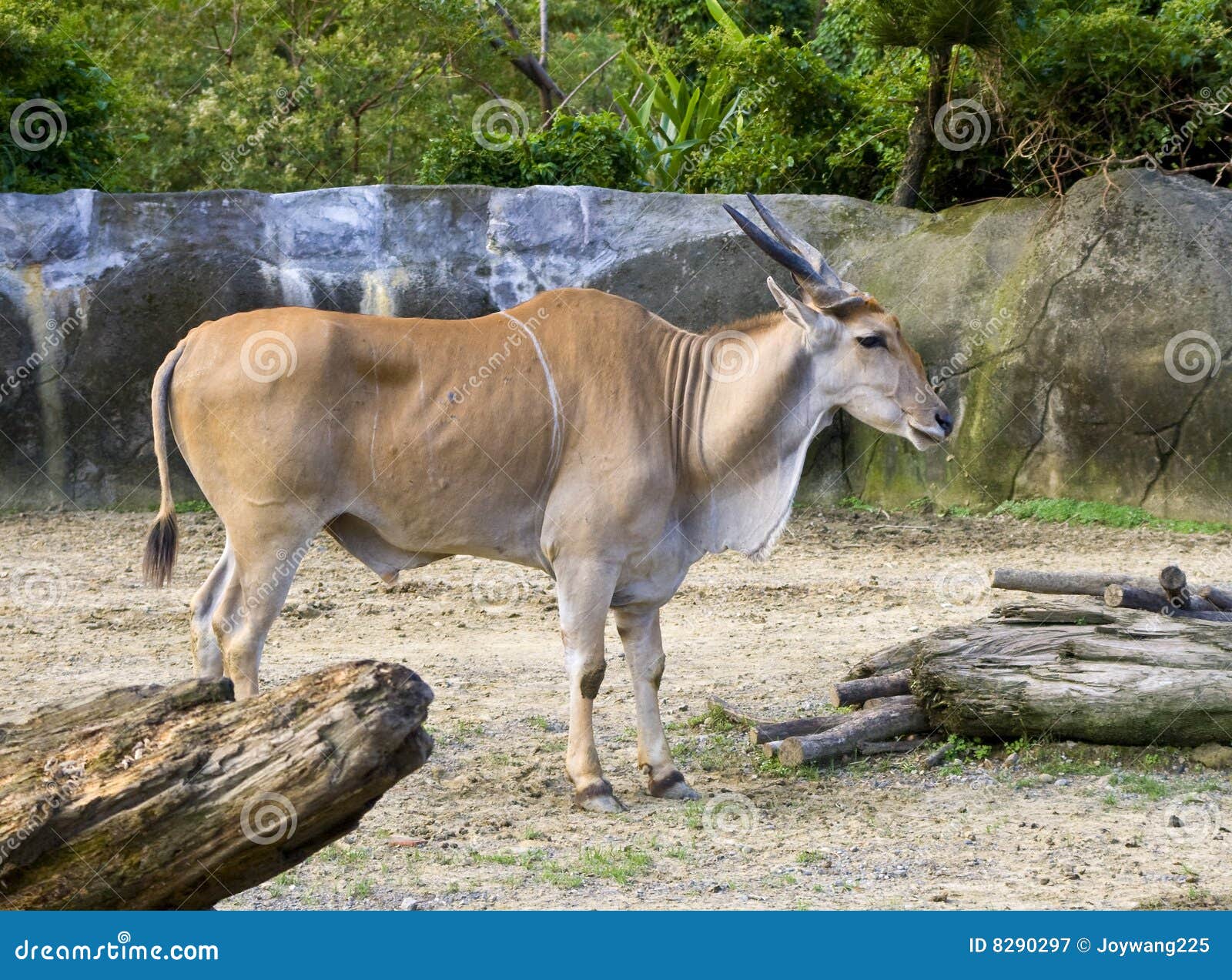 Oryx stock image. Image of landscape, herbivore, scimitar - 8290297
