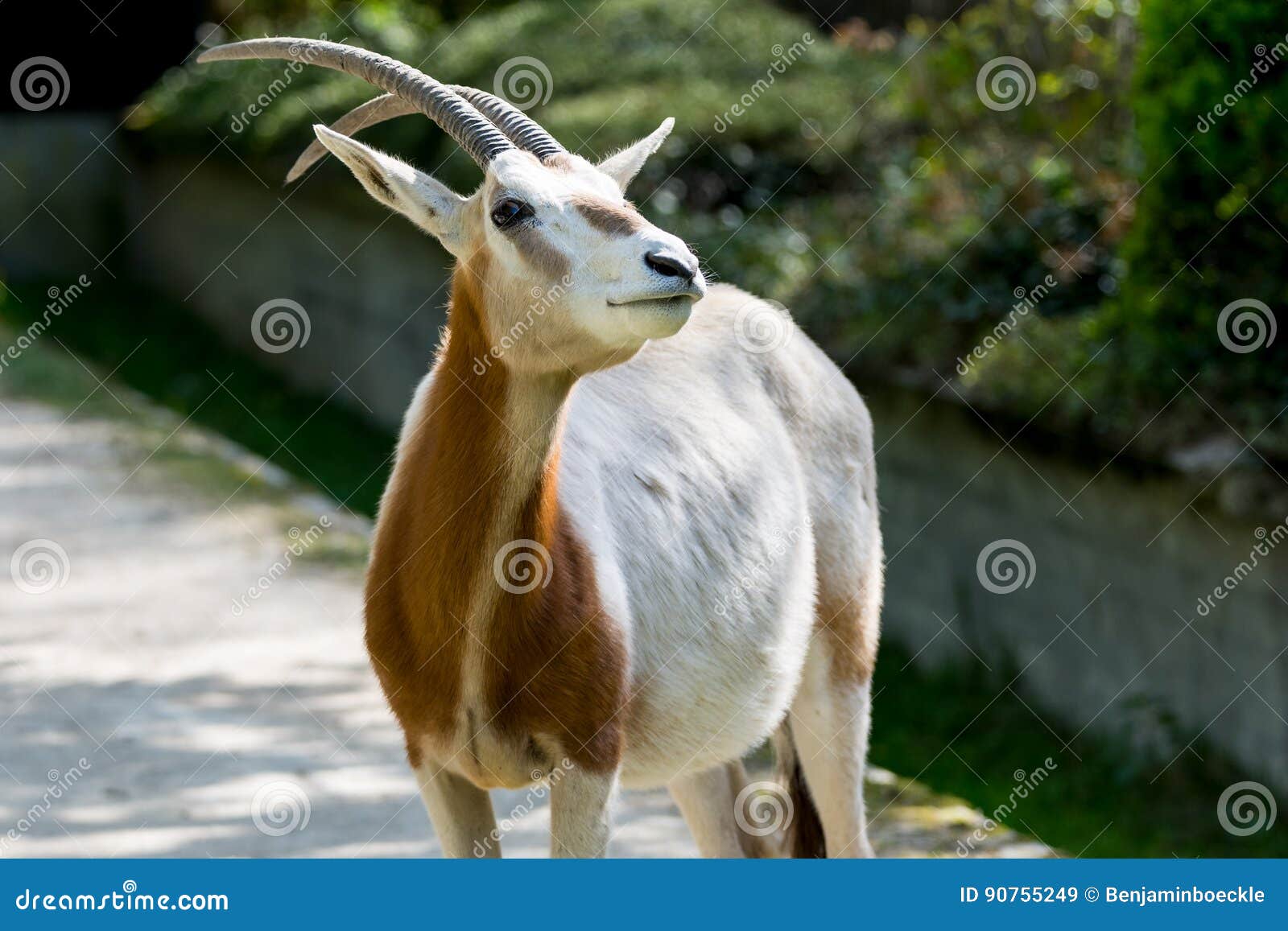 Oryx Antelope Posing on Grey Backgound Stock Image - Image of horns ...