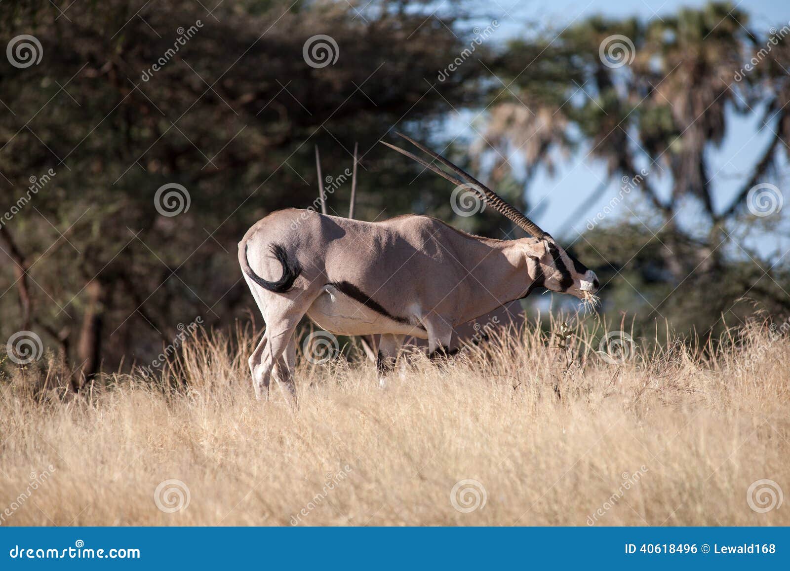 Oryx antelope stock photo. Image of sonstige, safari - 40618496