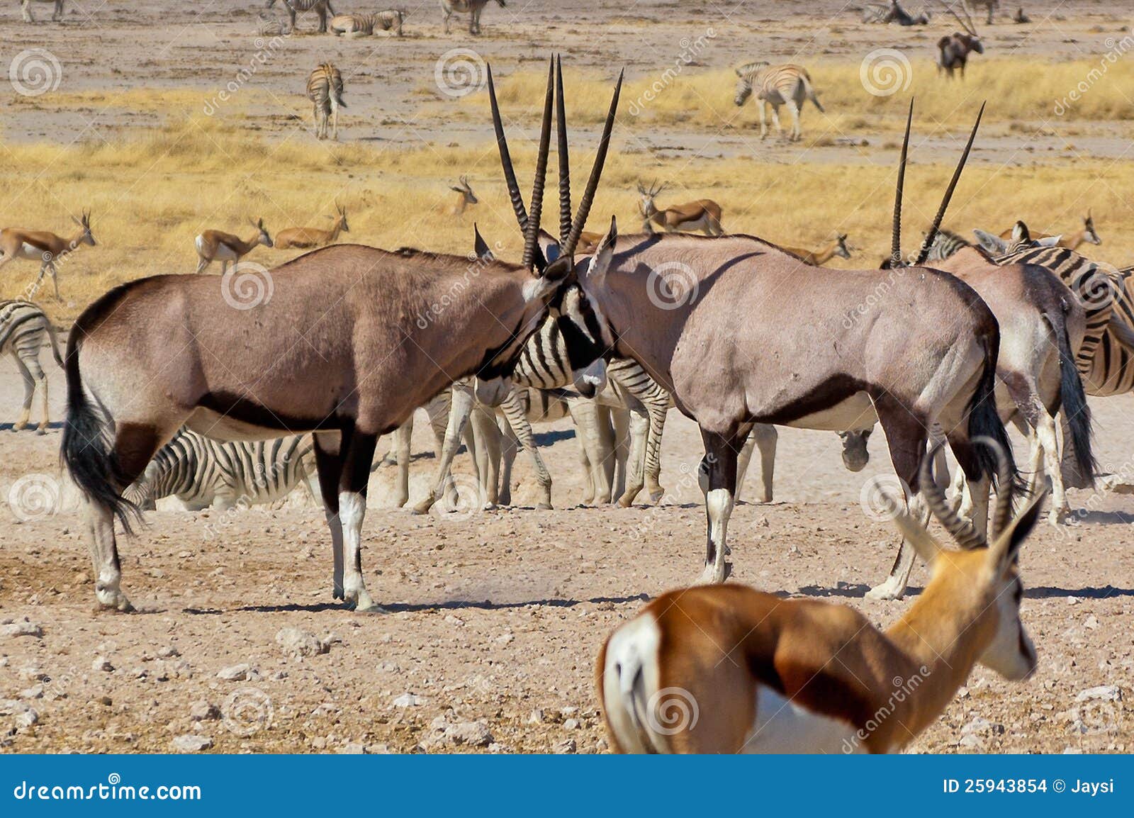 Oryx antilopes fighting stock photo. Image of dust, africa - 25943854