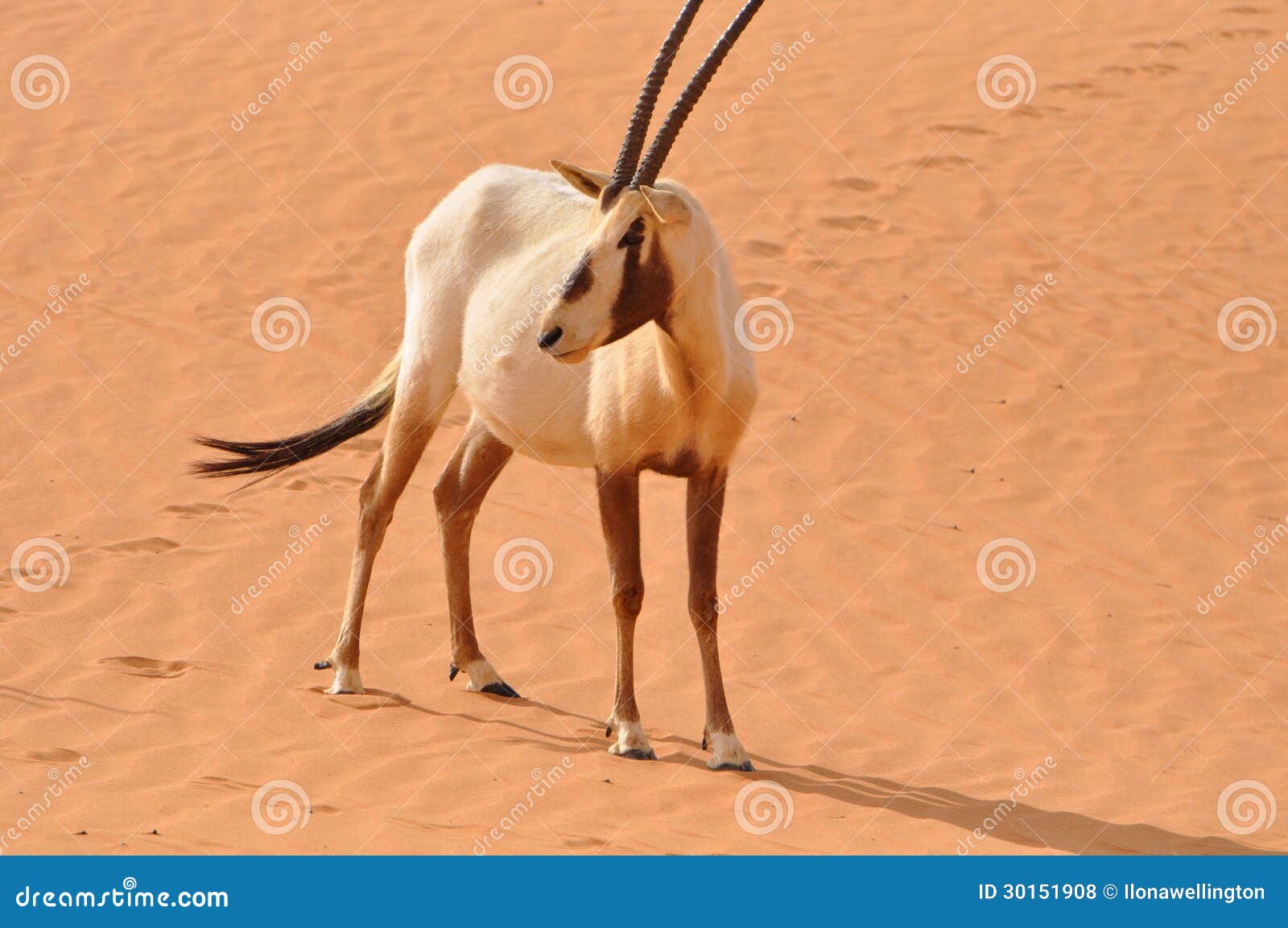 Oryx Arabe photo stock. Image du dunes, dunaire, désert - 30151908