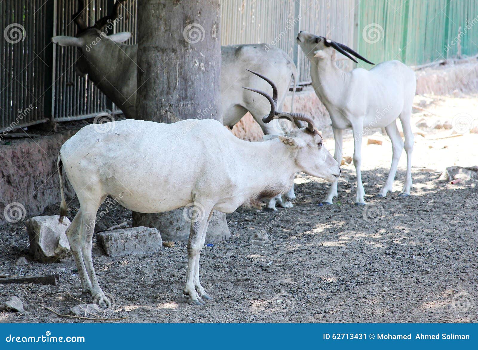 Oryx stock image. Image of freedom, animal, mammal, oryx - 62713431