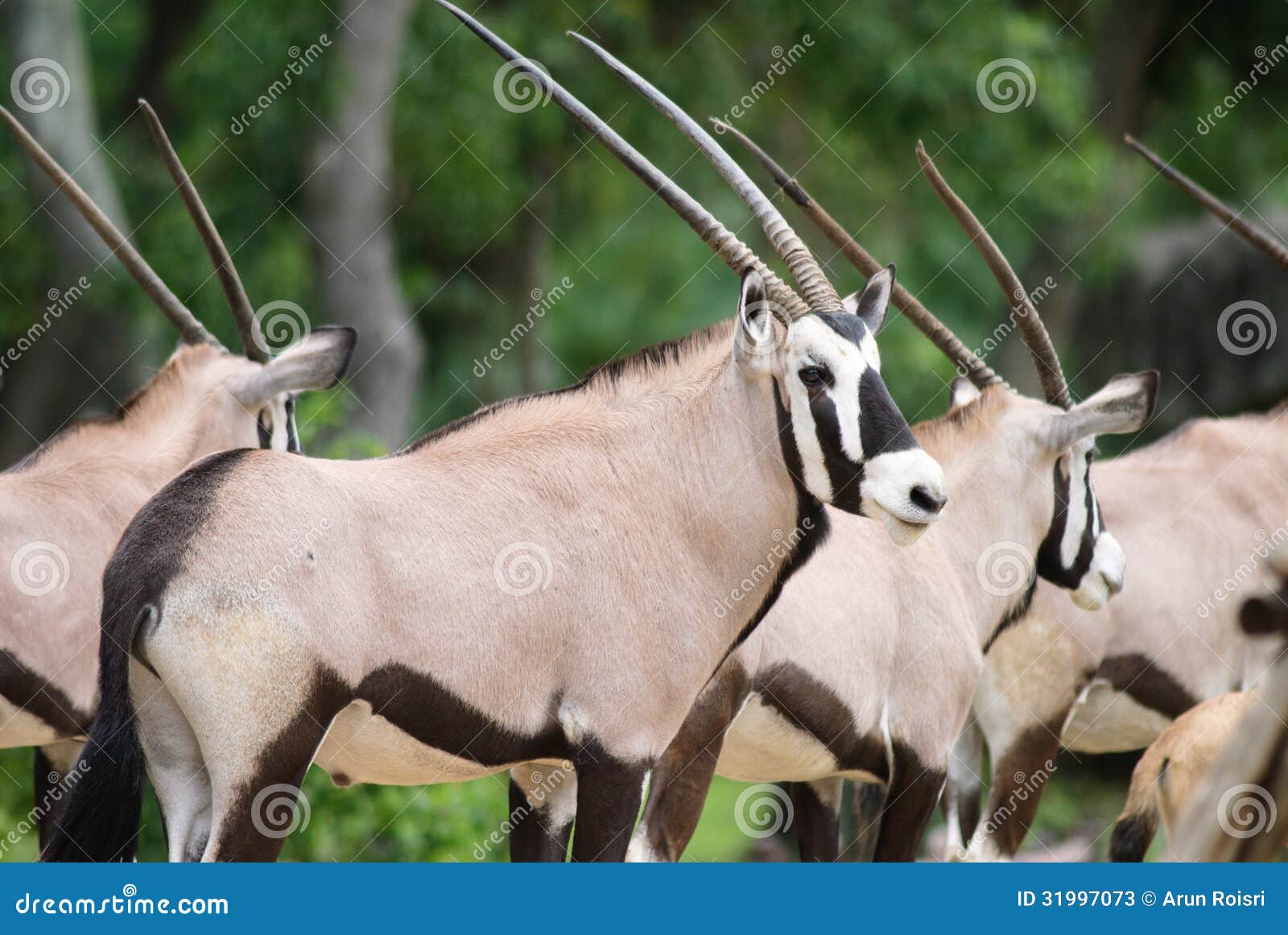 Oryx stock image. Image of transfrontier, horn, destination - 31997073