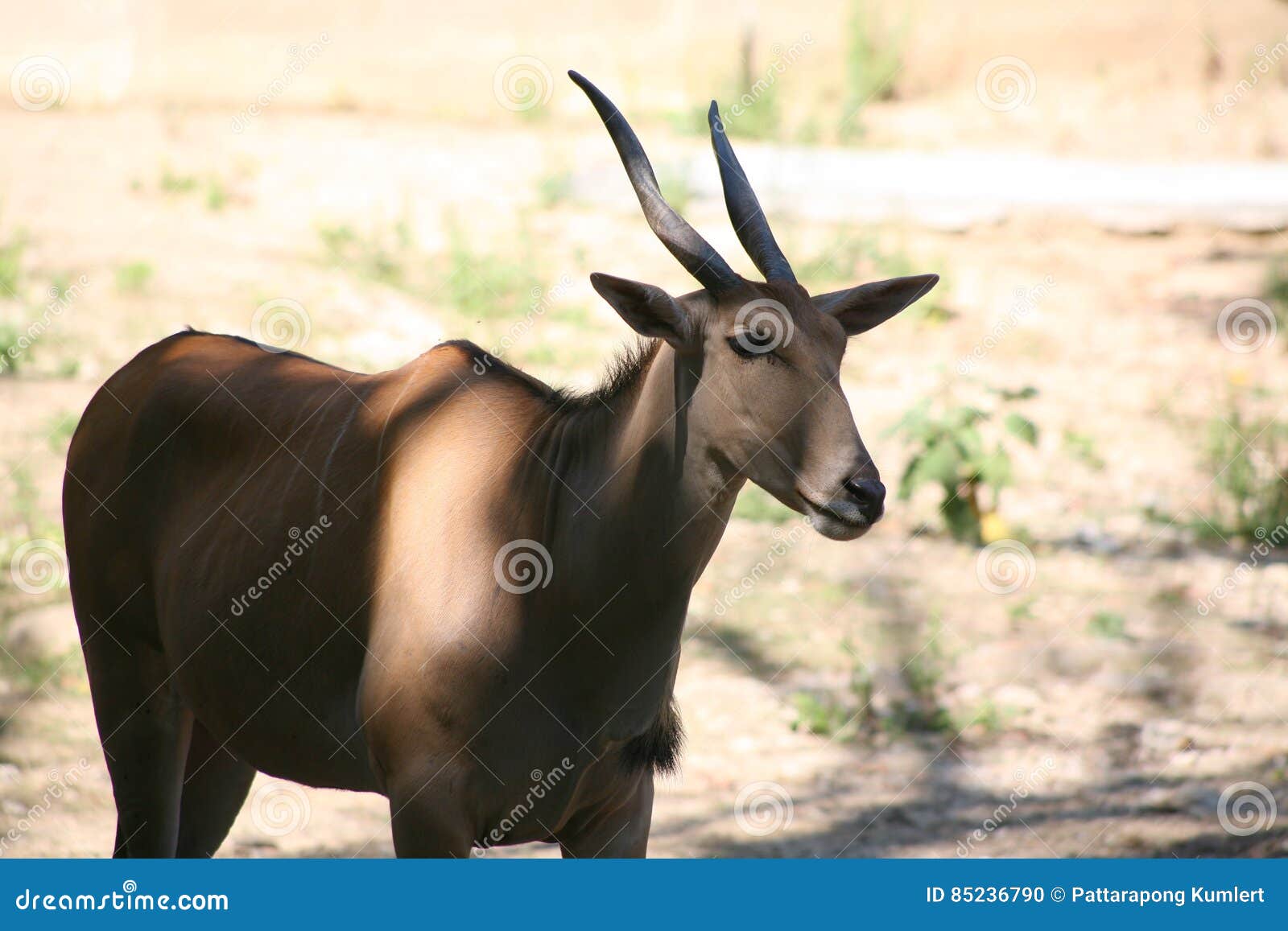 Oryx, Cervo, Animal Africano Foto de Stock - Imagem de branco, wildlife ...