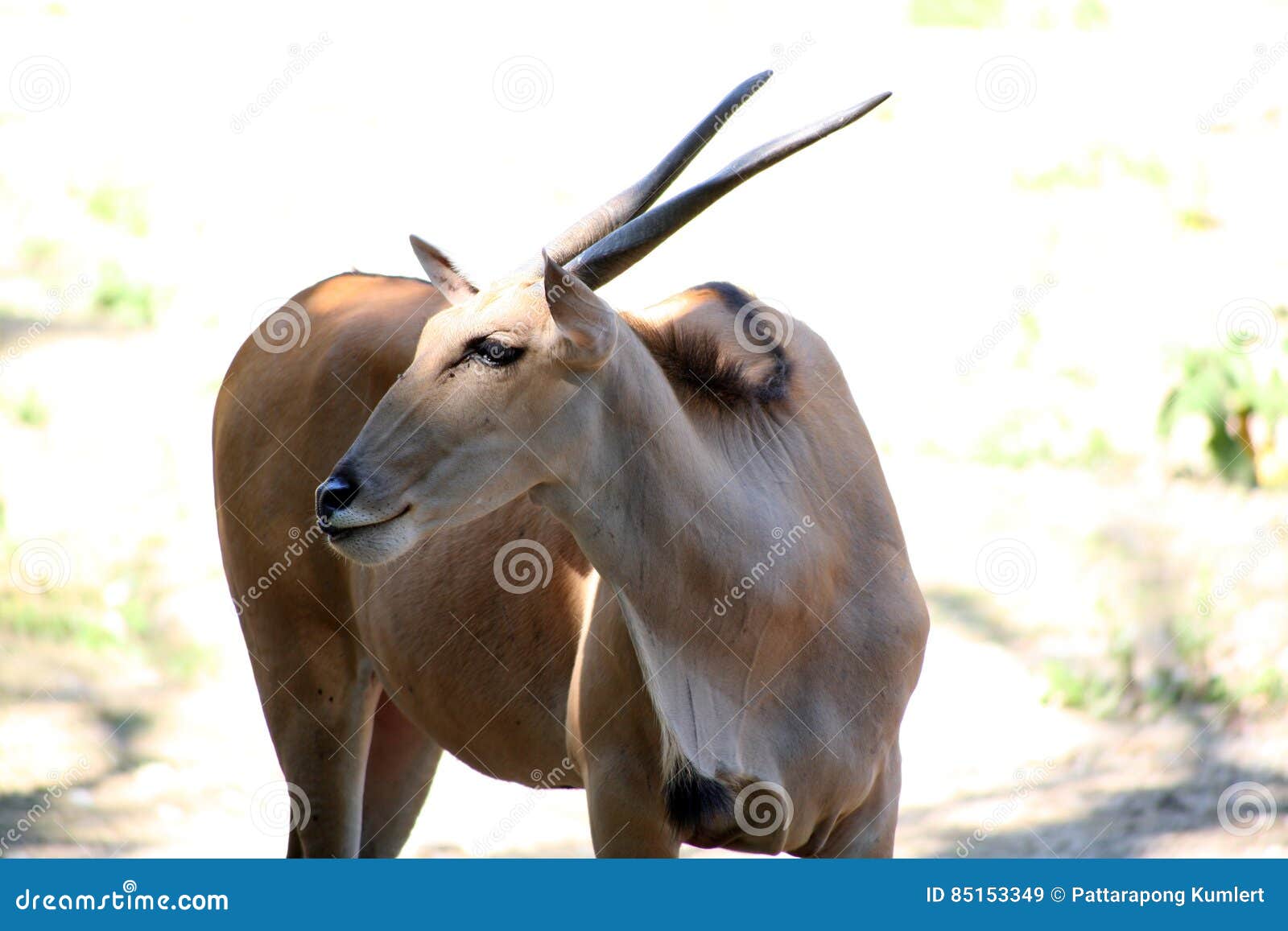 Oryx, Deer , African Animal Stock Image - Image of wild, animal: 85153349