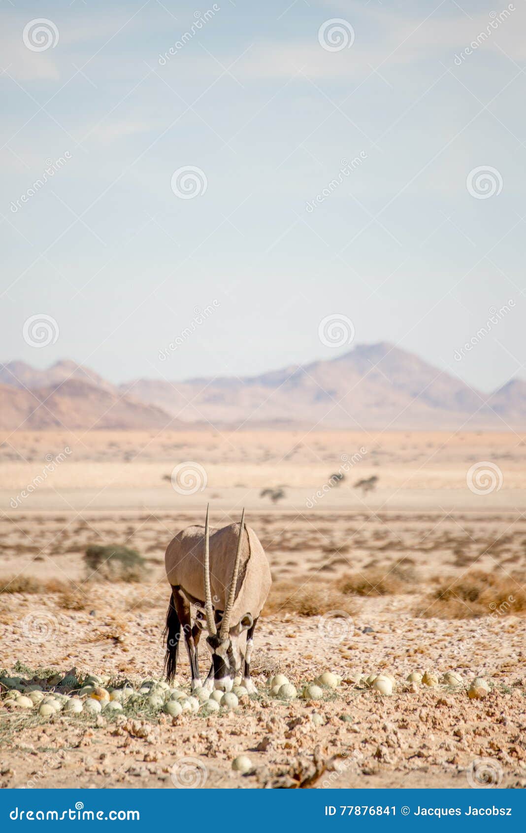 Oryx Eating Desert Melon stock image. Image of mountains - 77876841