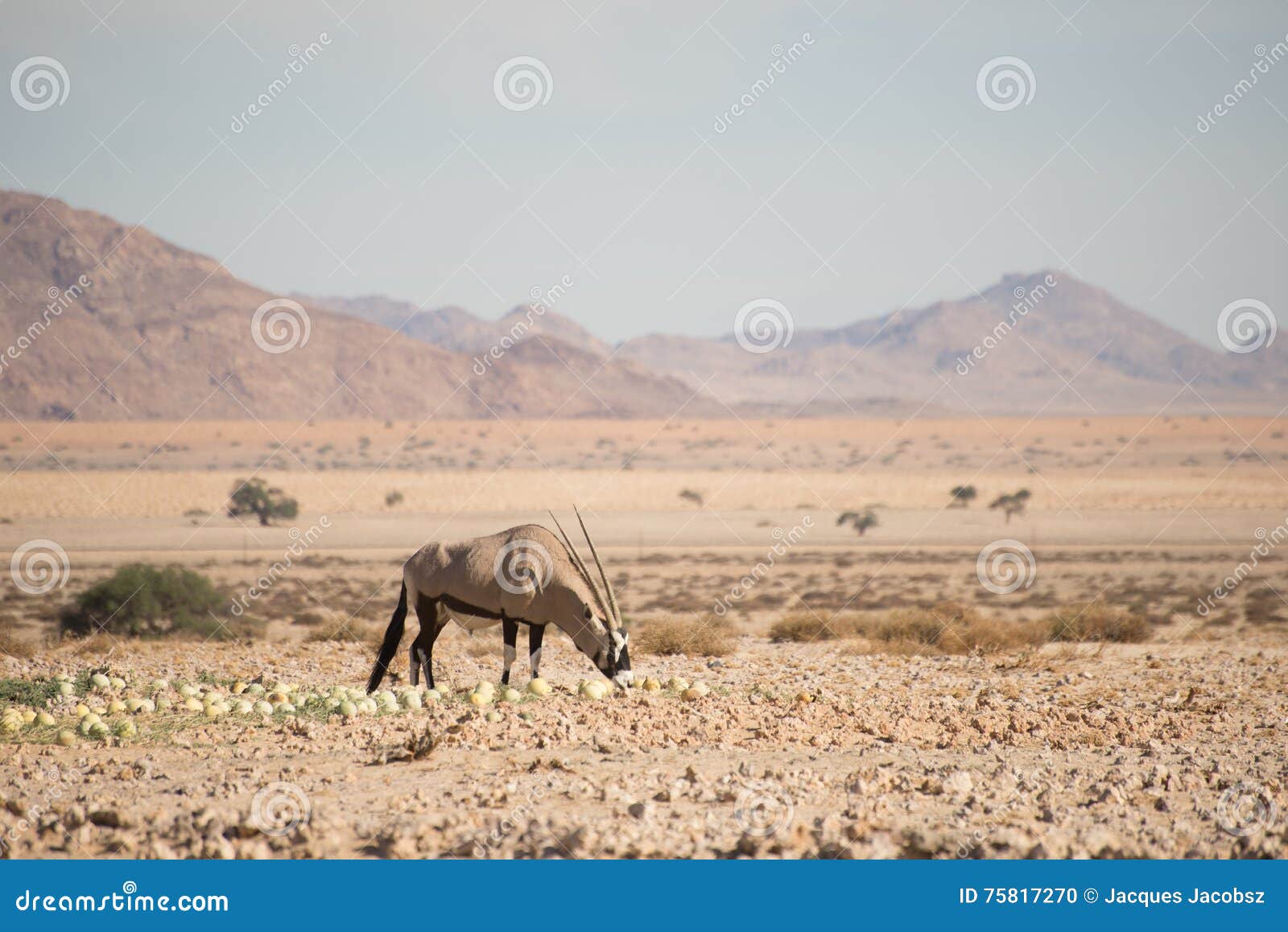 Oryx Eating Desert Melons in Desert Landscape Stock Photo - Image of ...