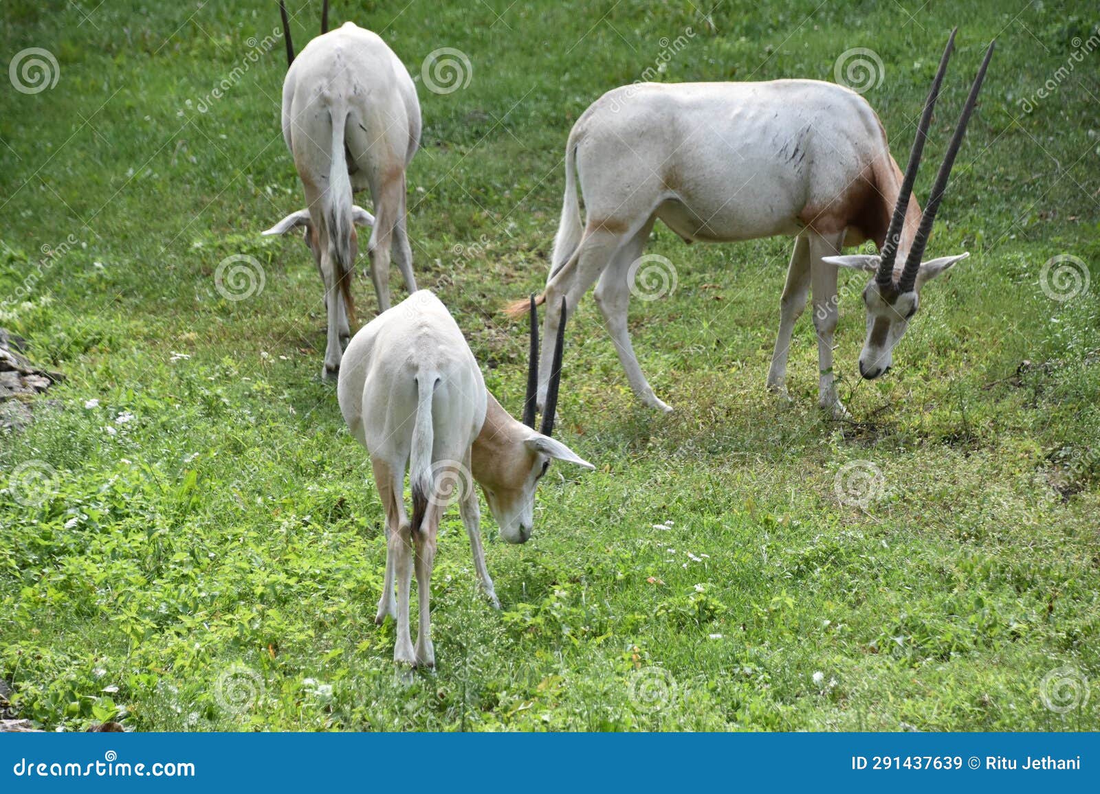Oryx on a Farm stock image. Image of africa, deer, gemsbok - 291437639