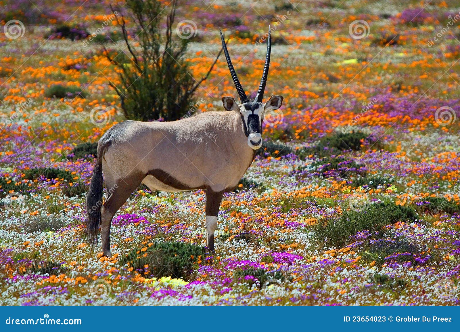 Oryx in flowers stock image. Image of grass, fauna, sharp - 23654023