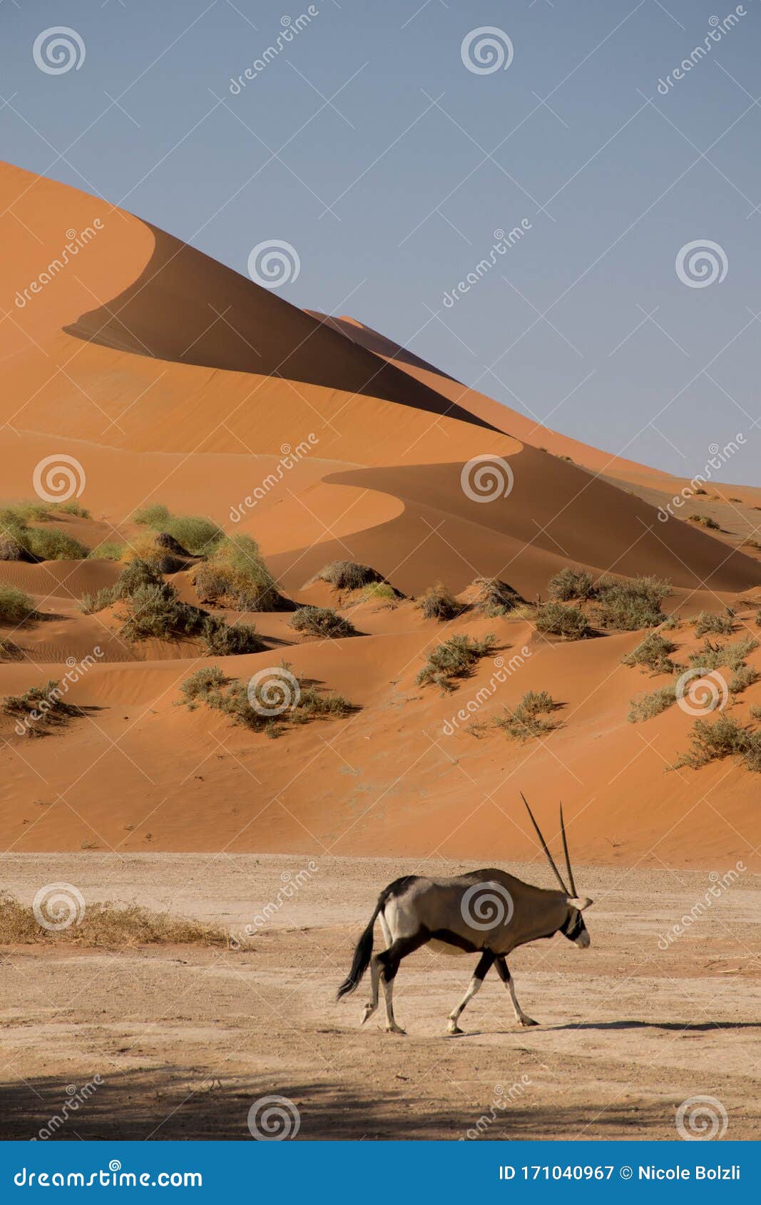 Oryx in Front of a Dune, in the Namib Desert in Namibia Stock Image ...