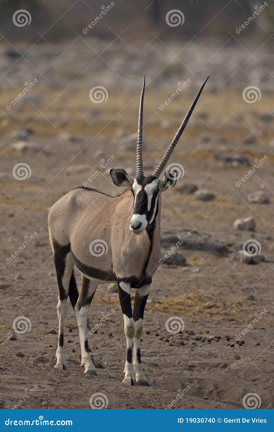 Oryx gazella stock photo. Image of single, southern, buck - 19030740