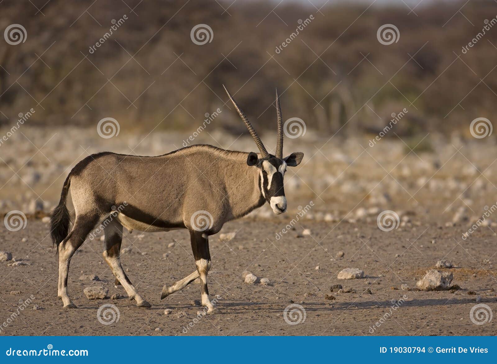 Oryx Gazella Walking in Rocky Field Stock Photo - Image of gemsbuck ...