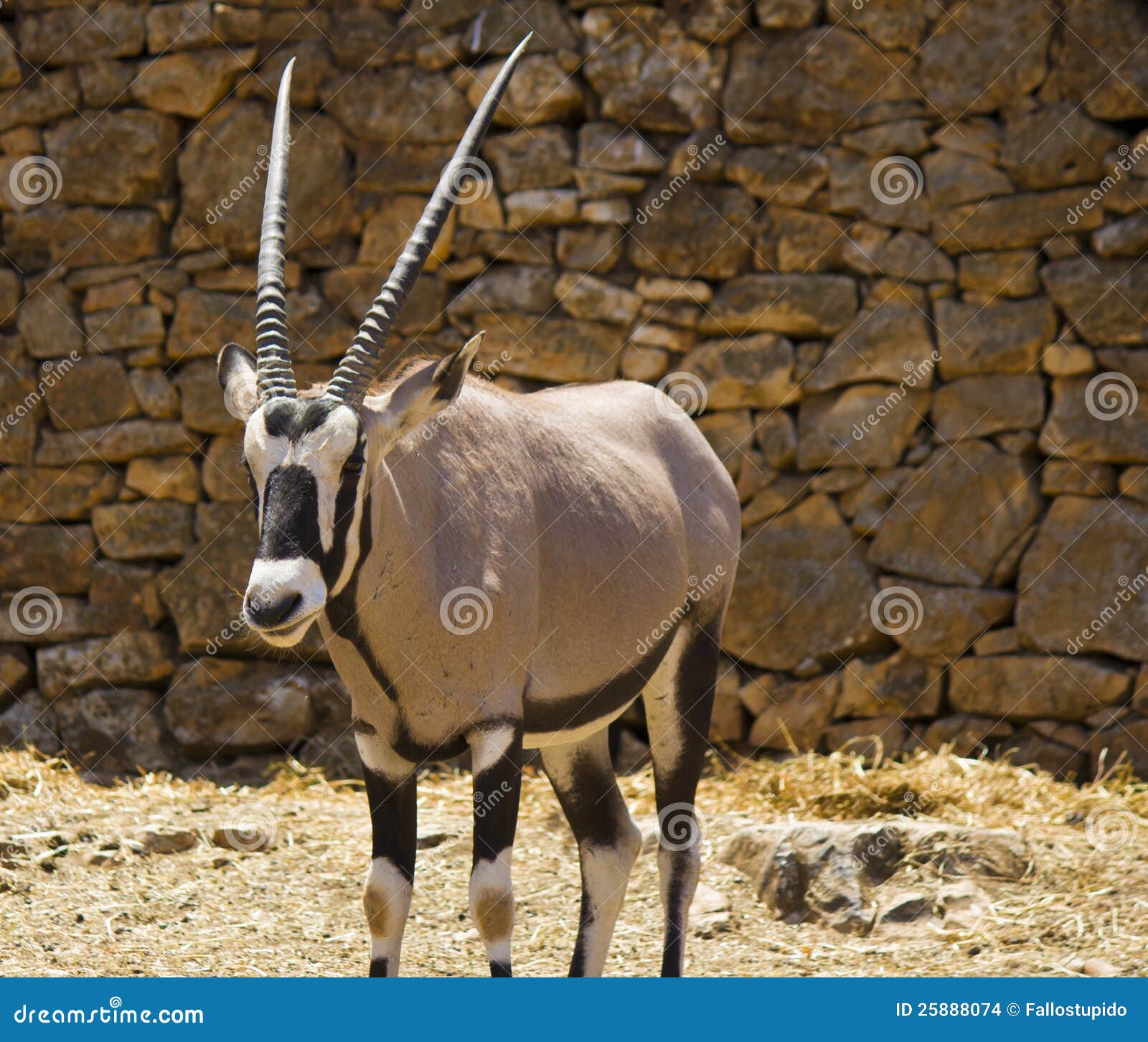 Oryx Gazelle,gemsbok,antelope Stock Photo - Image of buck, antelope ...