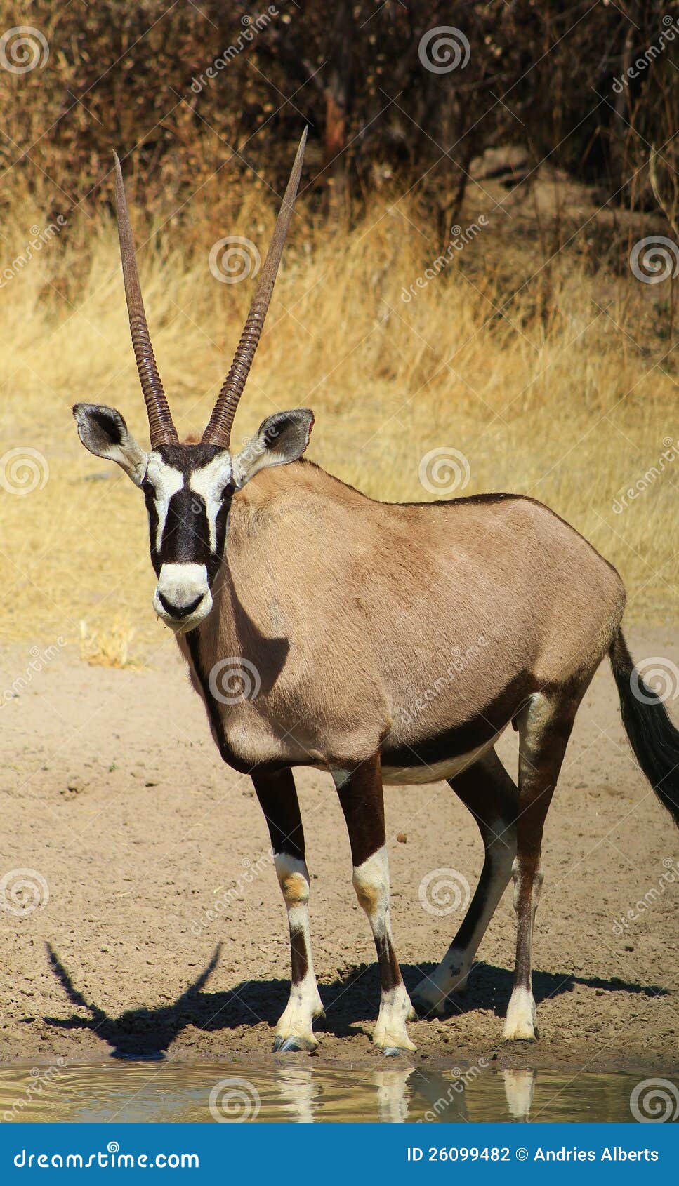 Oryx - Gemsbuck Reflections Super Stock Photo - Image of gemsbuck ...
