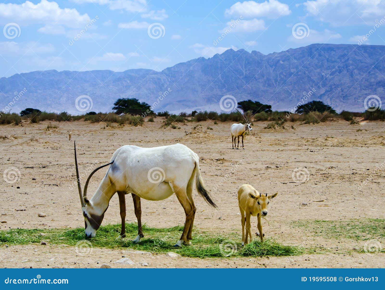 Oryx Goats in Nature Reserve, Israel Stock Photo - Image of goat ...