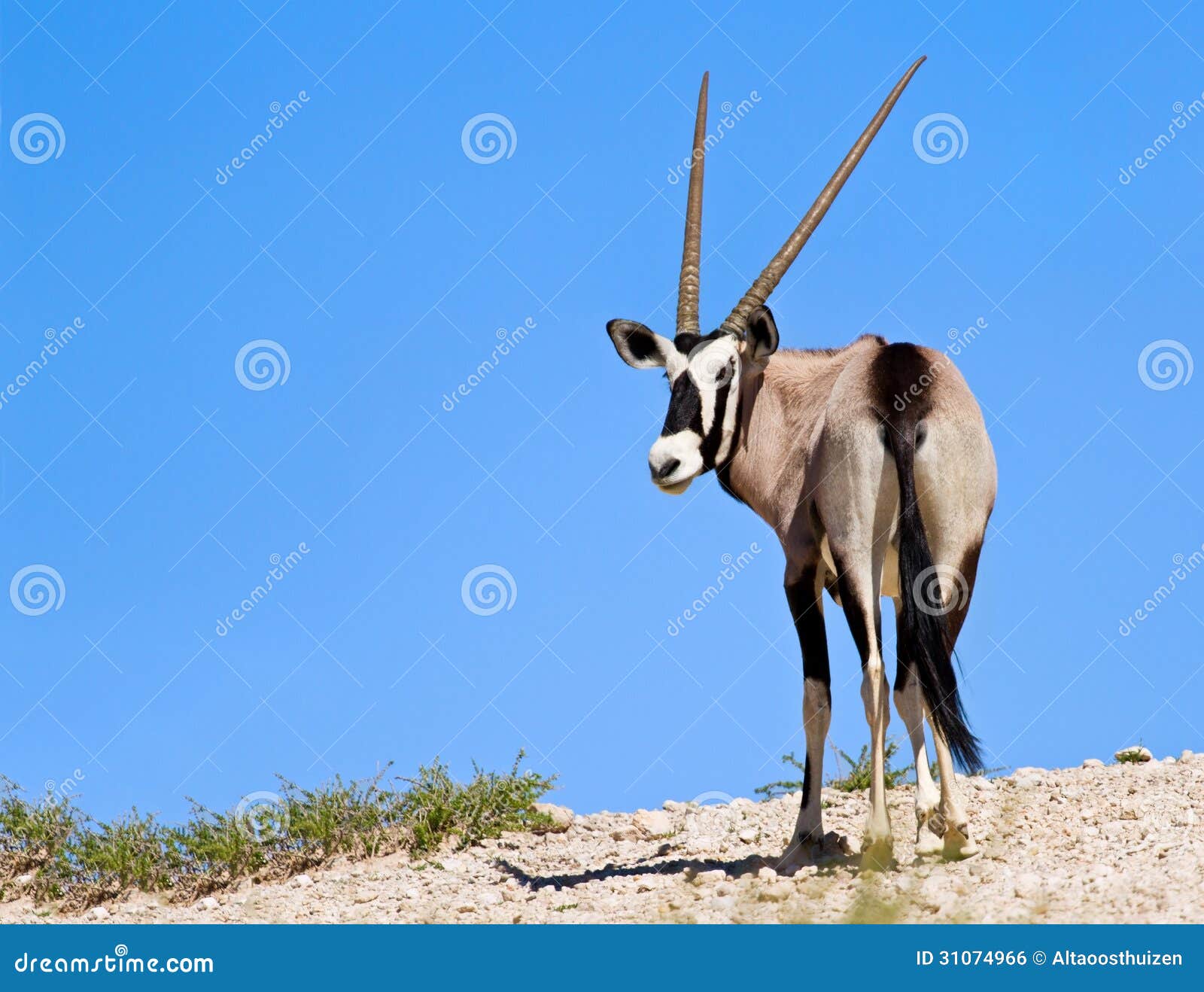 Oryx grazing in the desert stock photo. Image of antelope - 31074966