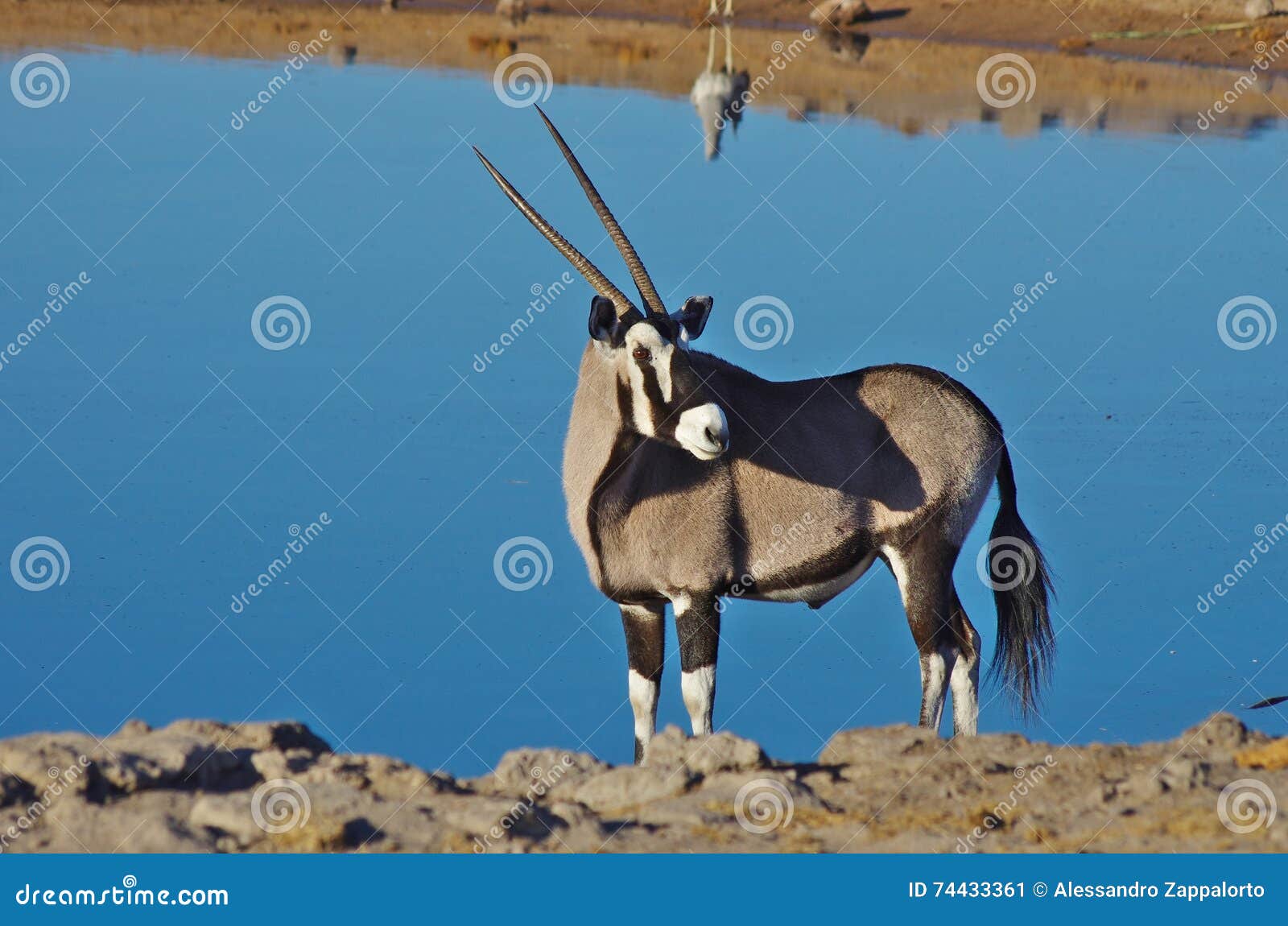 Oryx stock image. Image of travel, gemsbok, springbok - 74433361