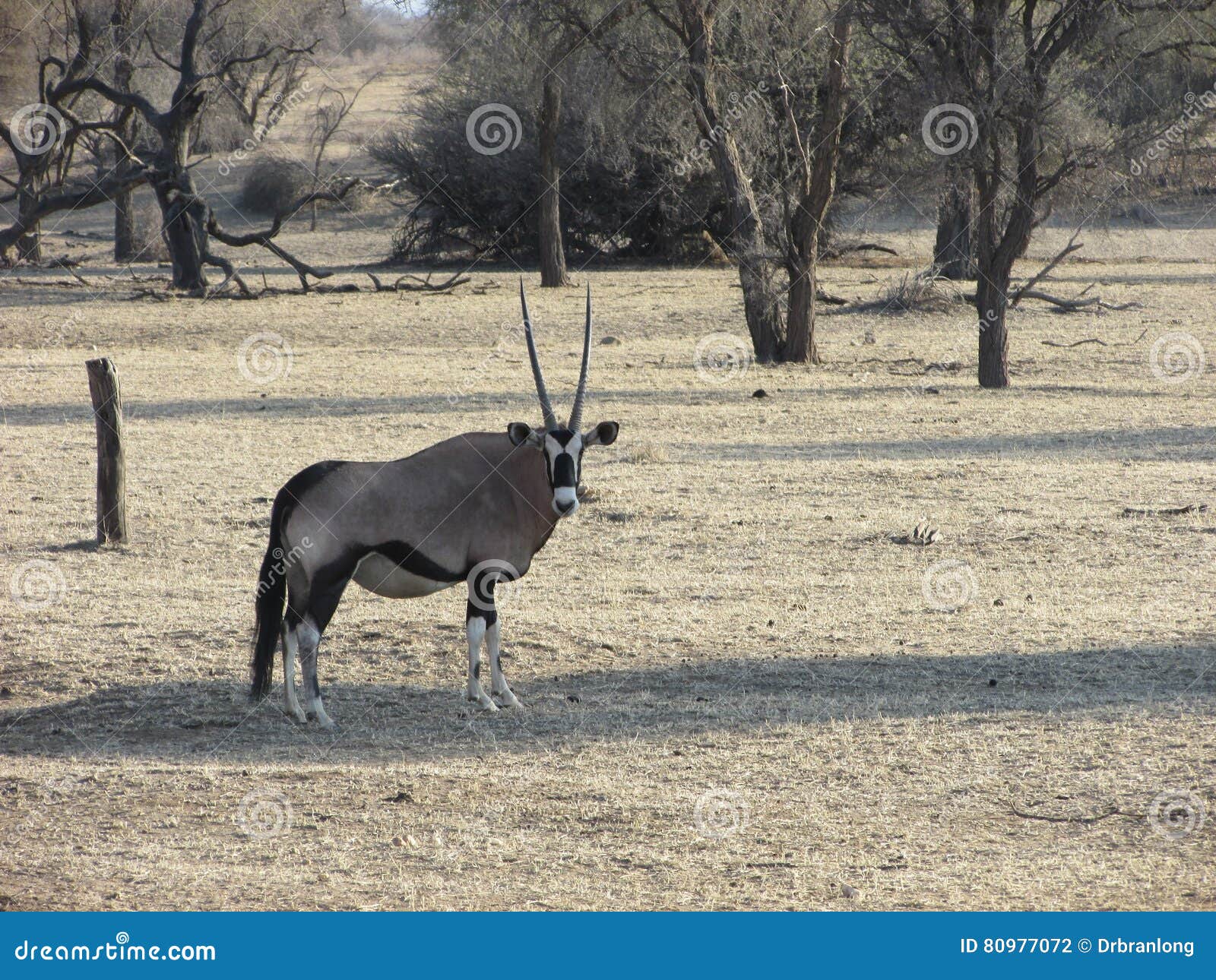 Female Pregnant Orynx or Gemsbok in Namibian Bushveld Stock Photo ...