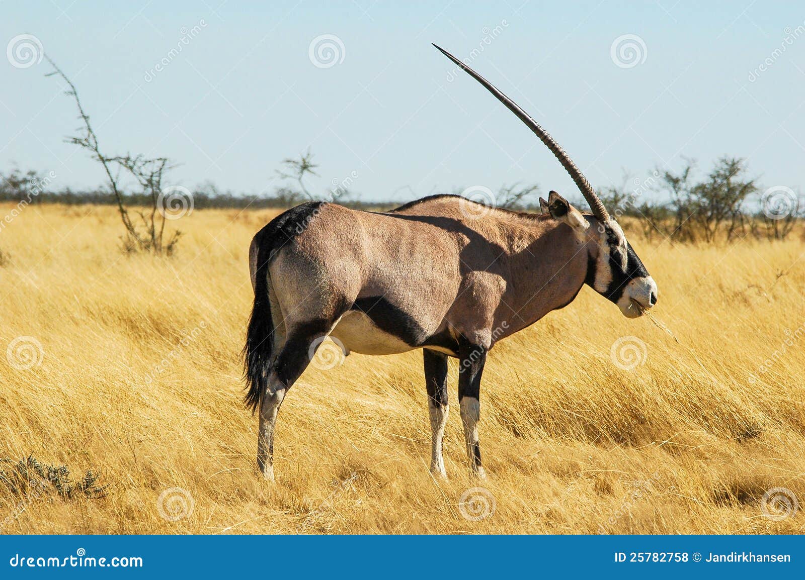 Oryx (Oryx) in the Savanna, Namibia Stock Photo - Image of namibia ...