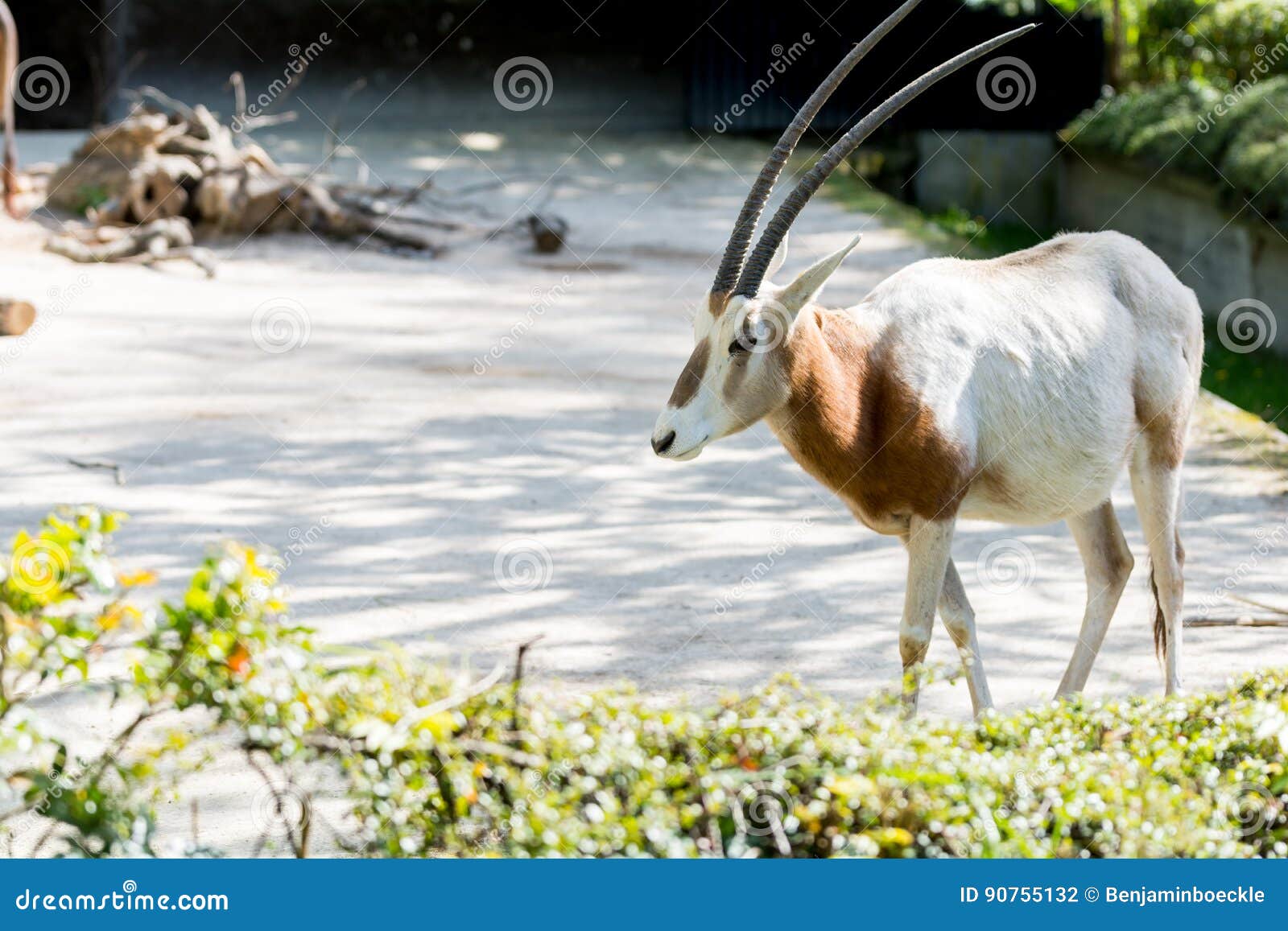 Oryx Antelope Posing on Grey Backgound Stock Photo - Image of animal ...