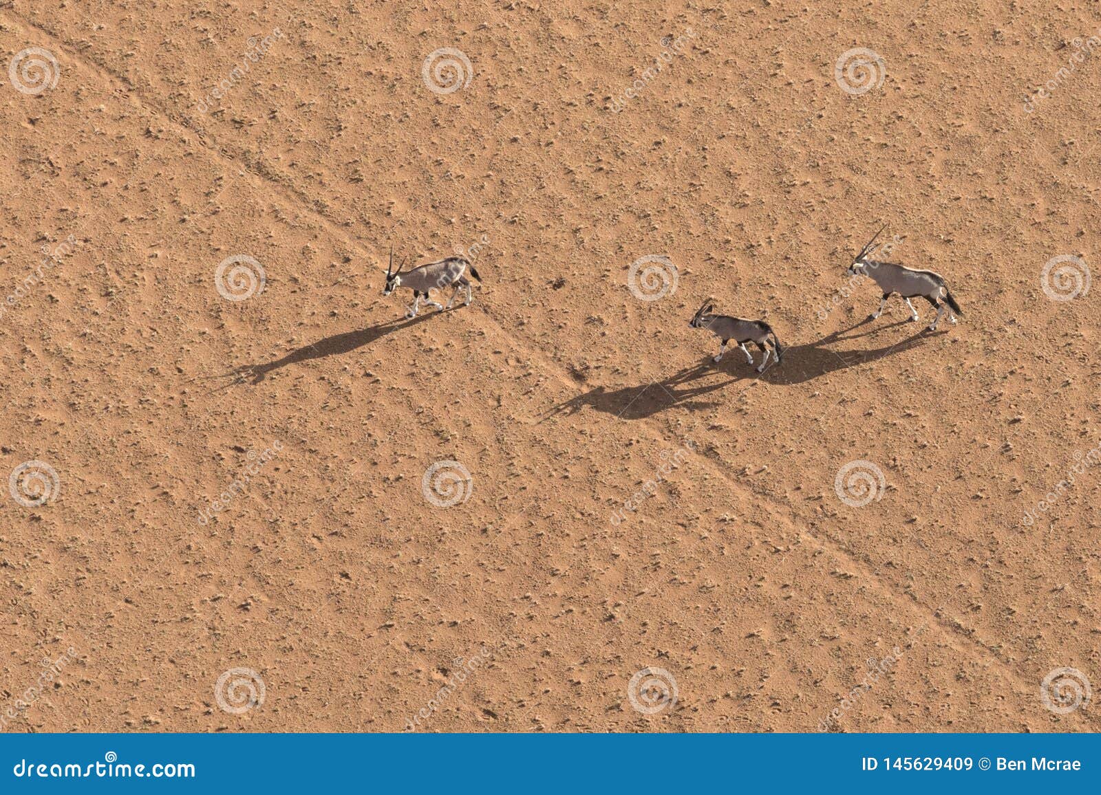 Oryx running in a desert. stock image. Image of southern - 145629409