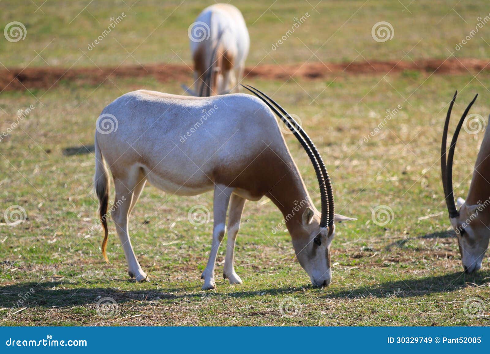 Oryx stock image. Image of savanna, zambia, wildlife - 30329749