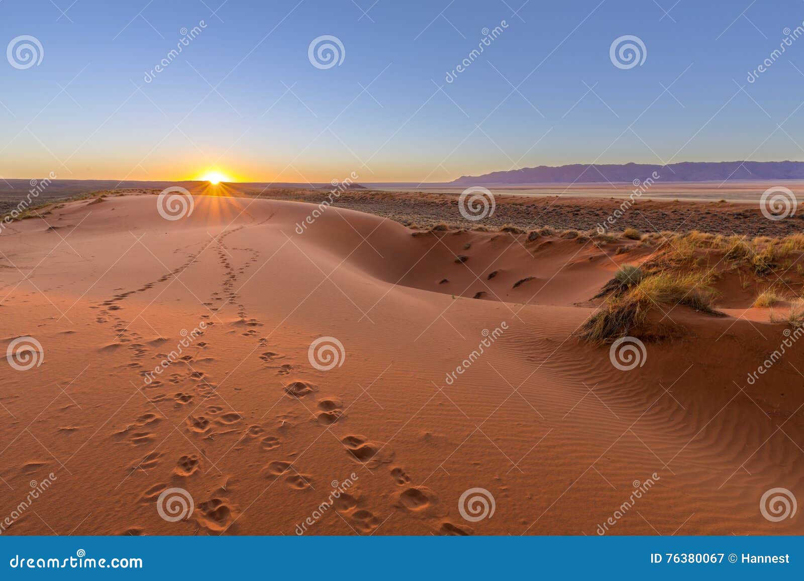 Oryx Tracks To Sunset Stock Photos - Free & Royalty-Free Stock Photos ...