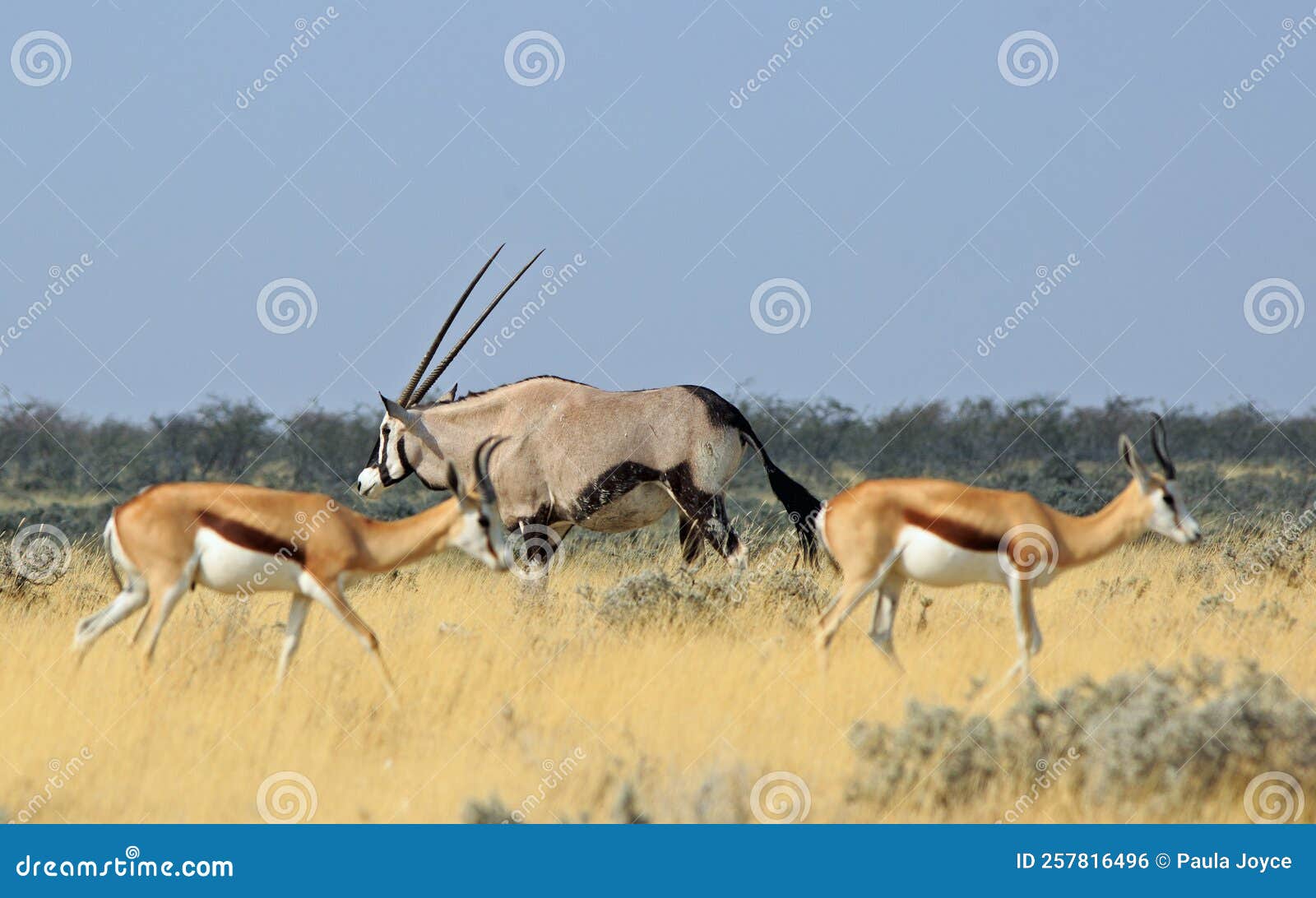 Oryx with Two Springbok in the Foreground Stock Photo - Image of haze ...