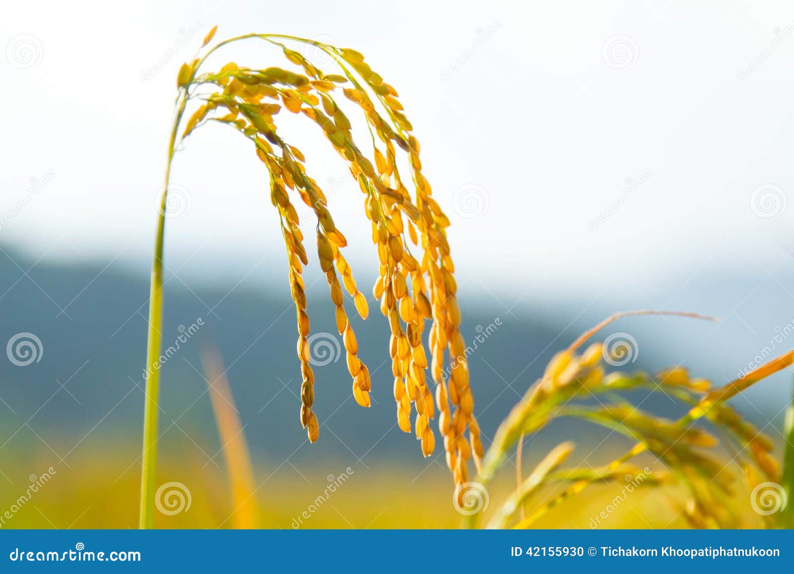 Oryza sativa stock photo. Image of environment, china - 42155930
