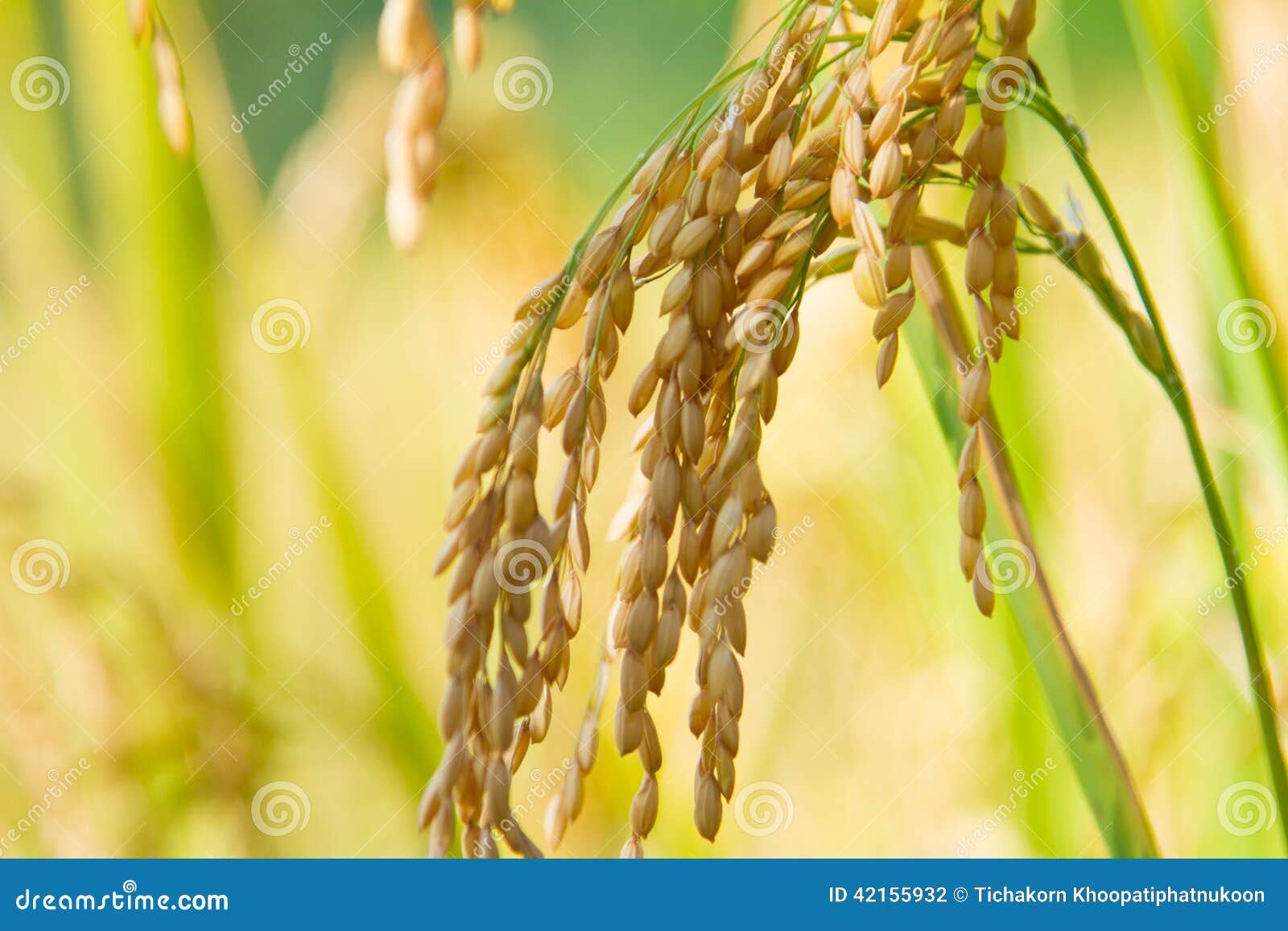 Oryza sativa stock photo. Image of leaves, background - 42155932